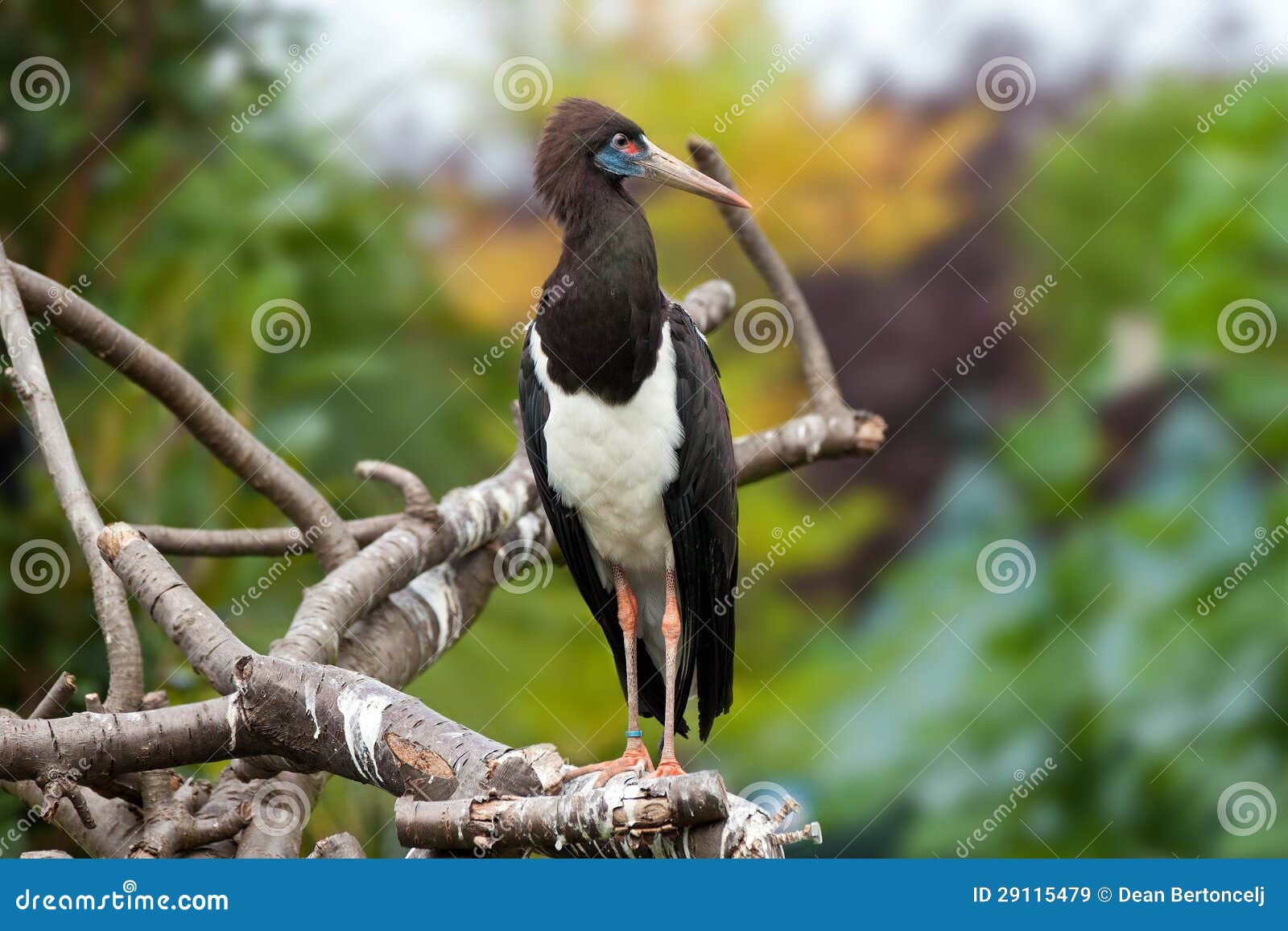 Black stork stock image. Image of park, looking, ciconia - 29115479