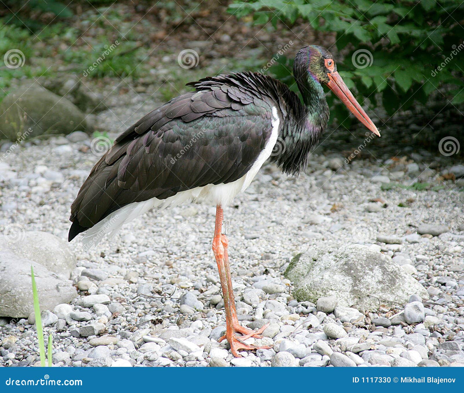 Black stork 4 stock photo. Image of beak, black, zoology - 1117330