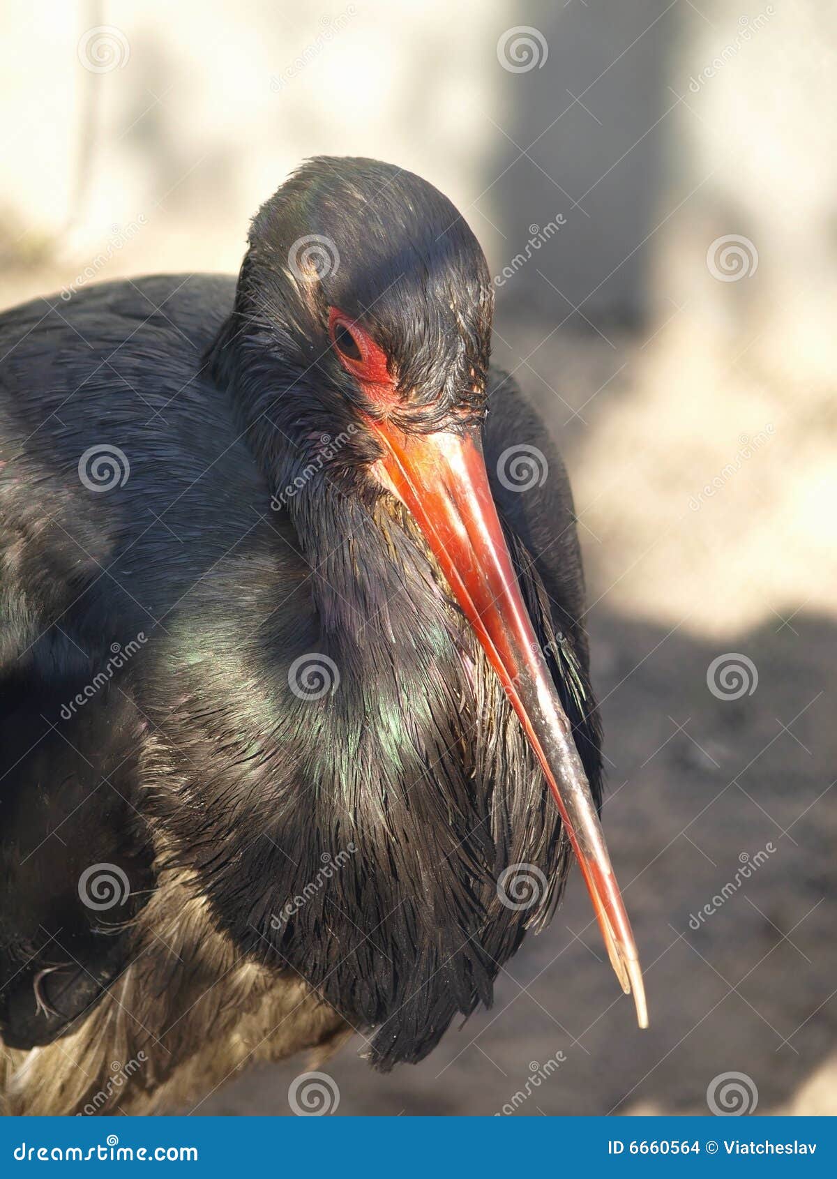Black stork stock photo. Image of ornithology, feather - 6660564