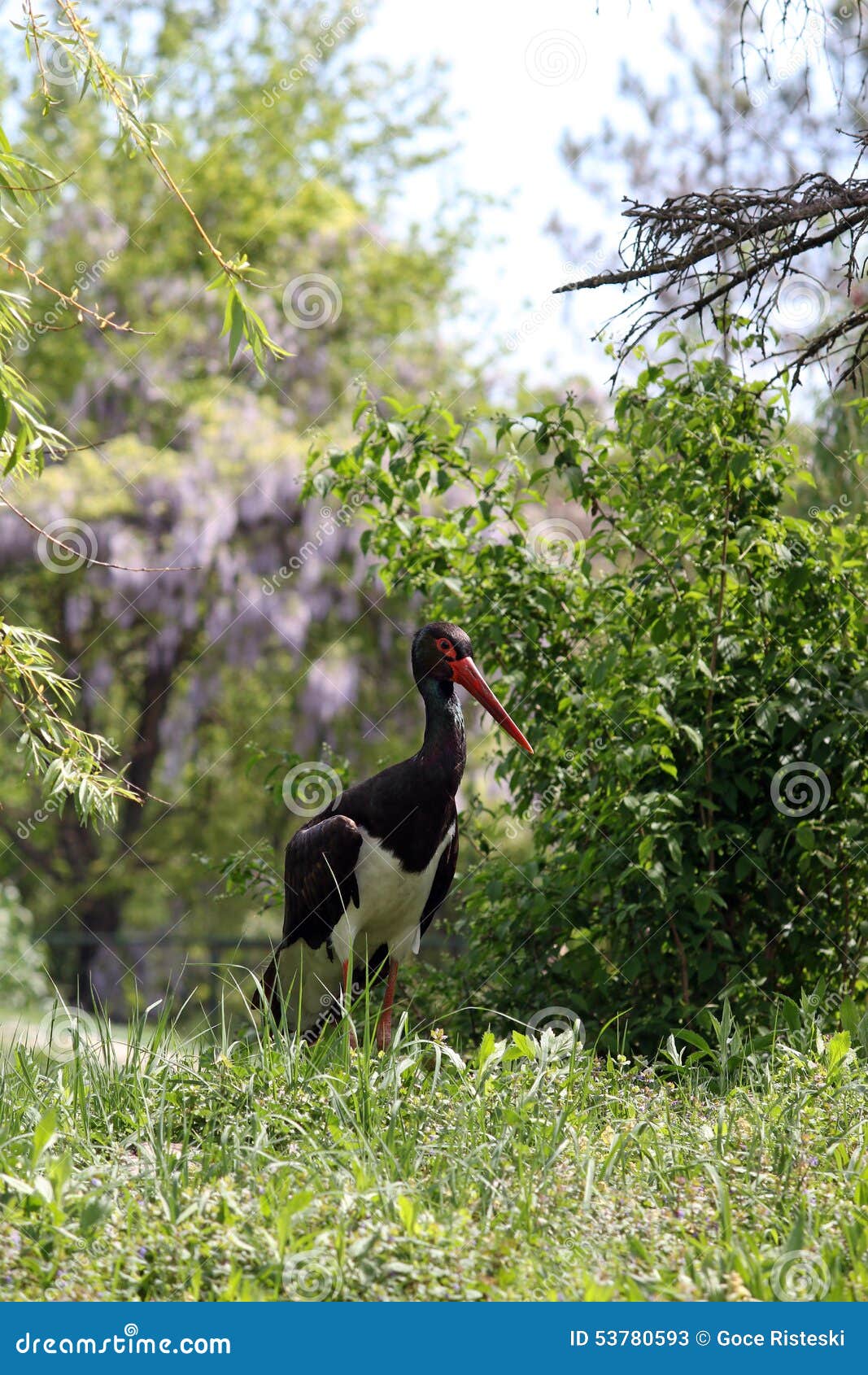 Black stork stock image. Image of animal, wild, bird - 53780593