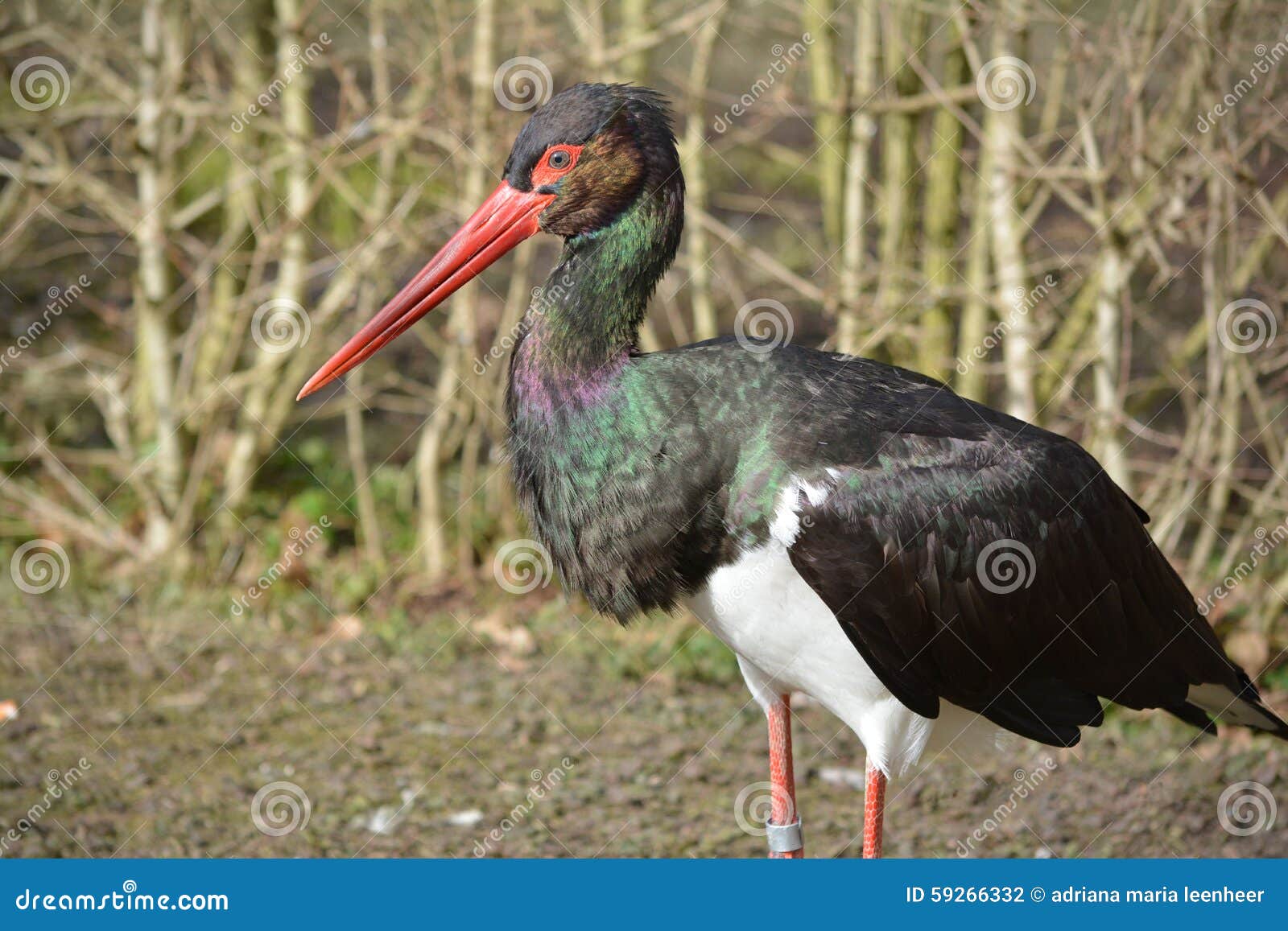 Black stork stock photo. Image of wildlife, bird, animal - 59266332