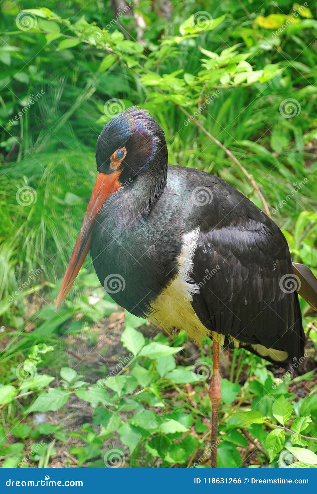 Black Stork stock photo. Image of migratorybirds, blackstork - 118631266