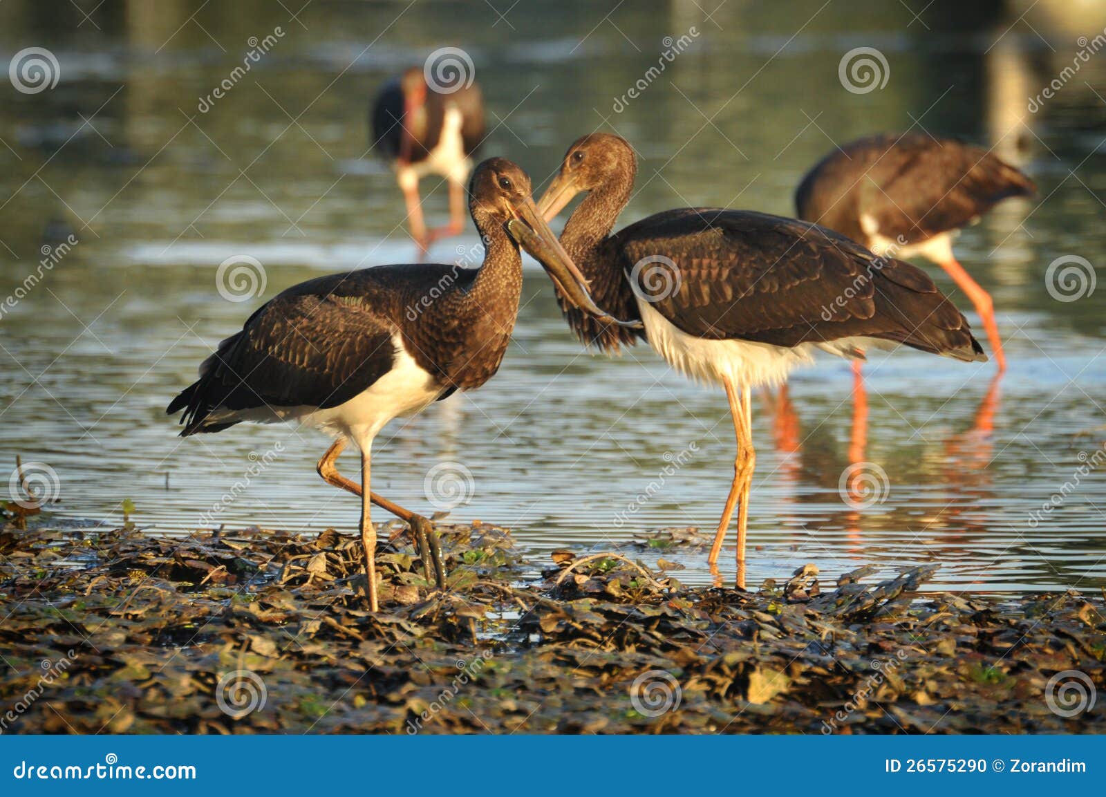 Black Stork Catch Fish in the Old Bed of the Tisza Stock Photo - Image ...