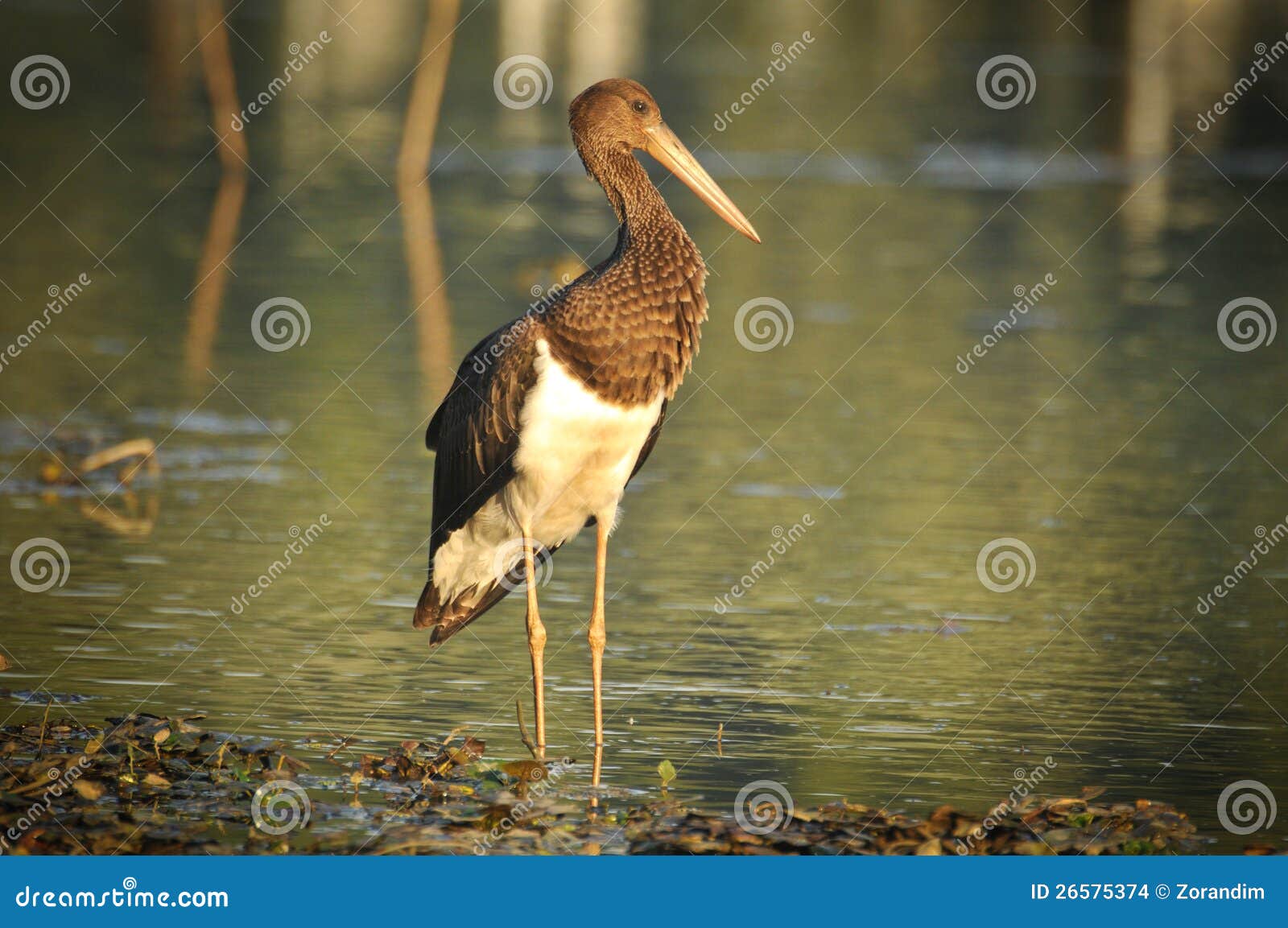 Black Stork Catch Fish in the Old Bed of the Tisza Stock Photo - Image ...
