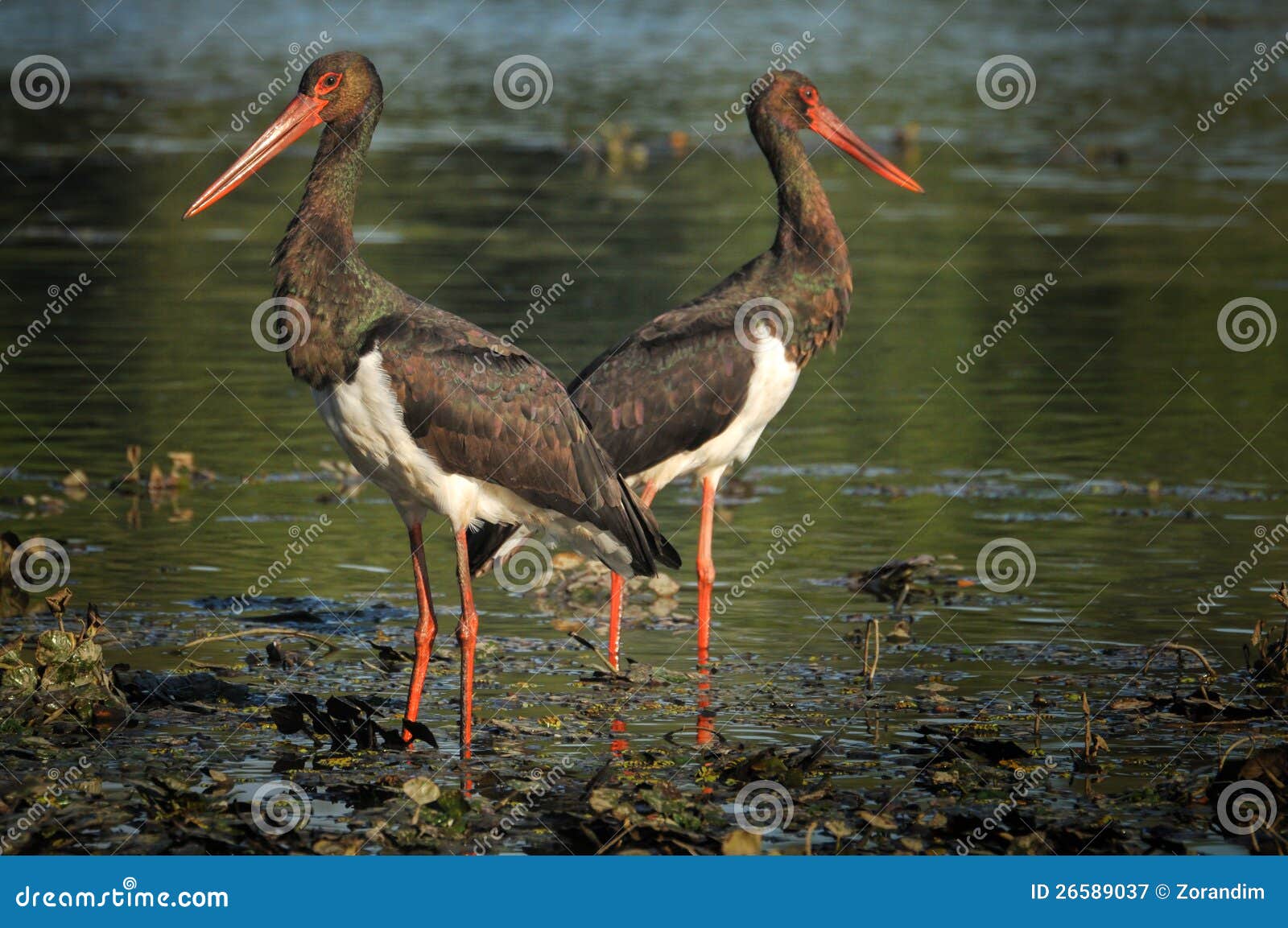 Black Stork Catch Fish in the Old Bed of the Tisza Stock Image - Image ...