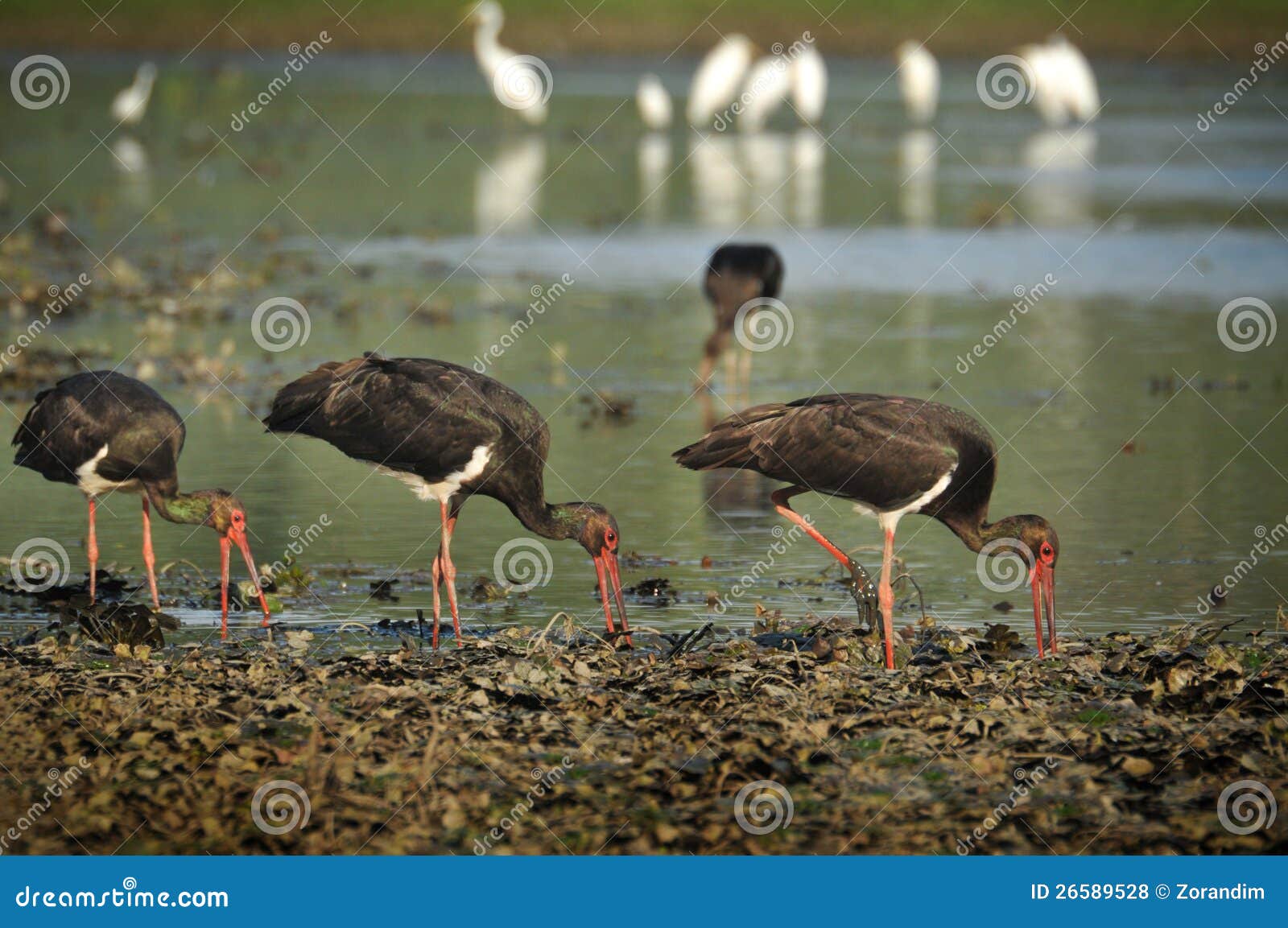 Black Stork Catch Fish in the Old Bed of the Tisza Stock Photo - Image ...