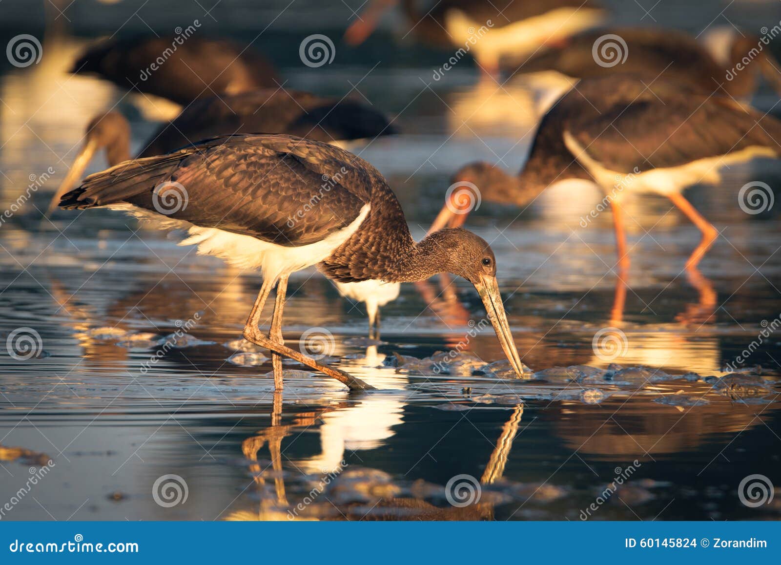 Black stork stock photo. Image of summer, black, nature - 60145824