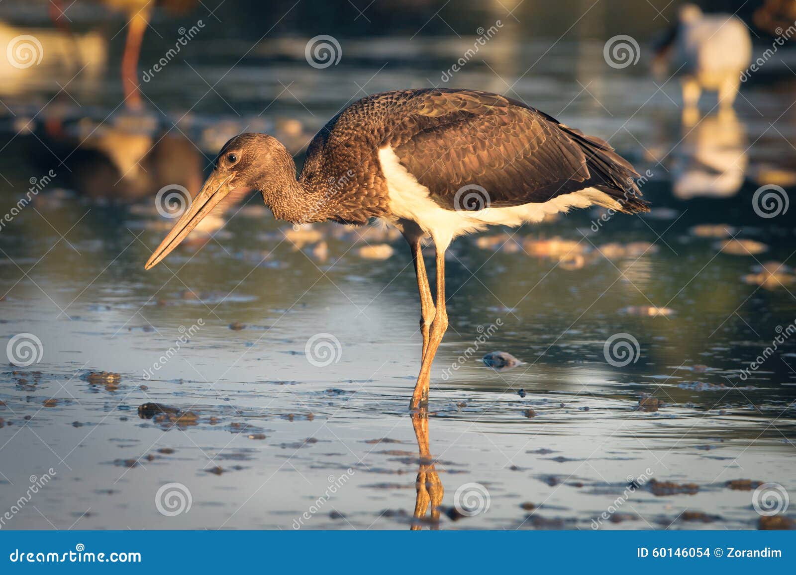 Black stork stock photo. Image of summer, europe, migratory - 60146054