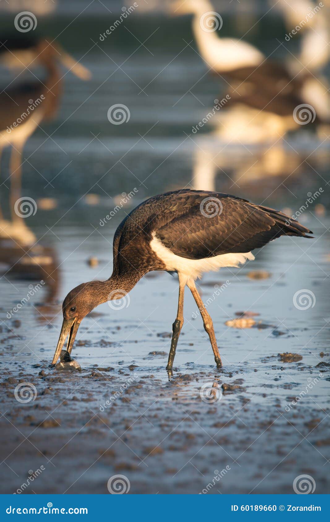 Black stork stock photo. Image of migration, frogs, creature - 60189660