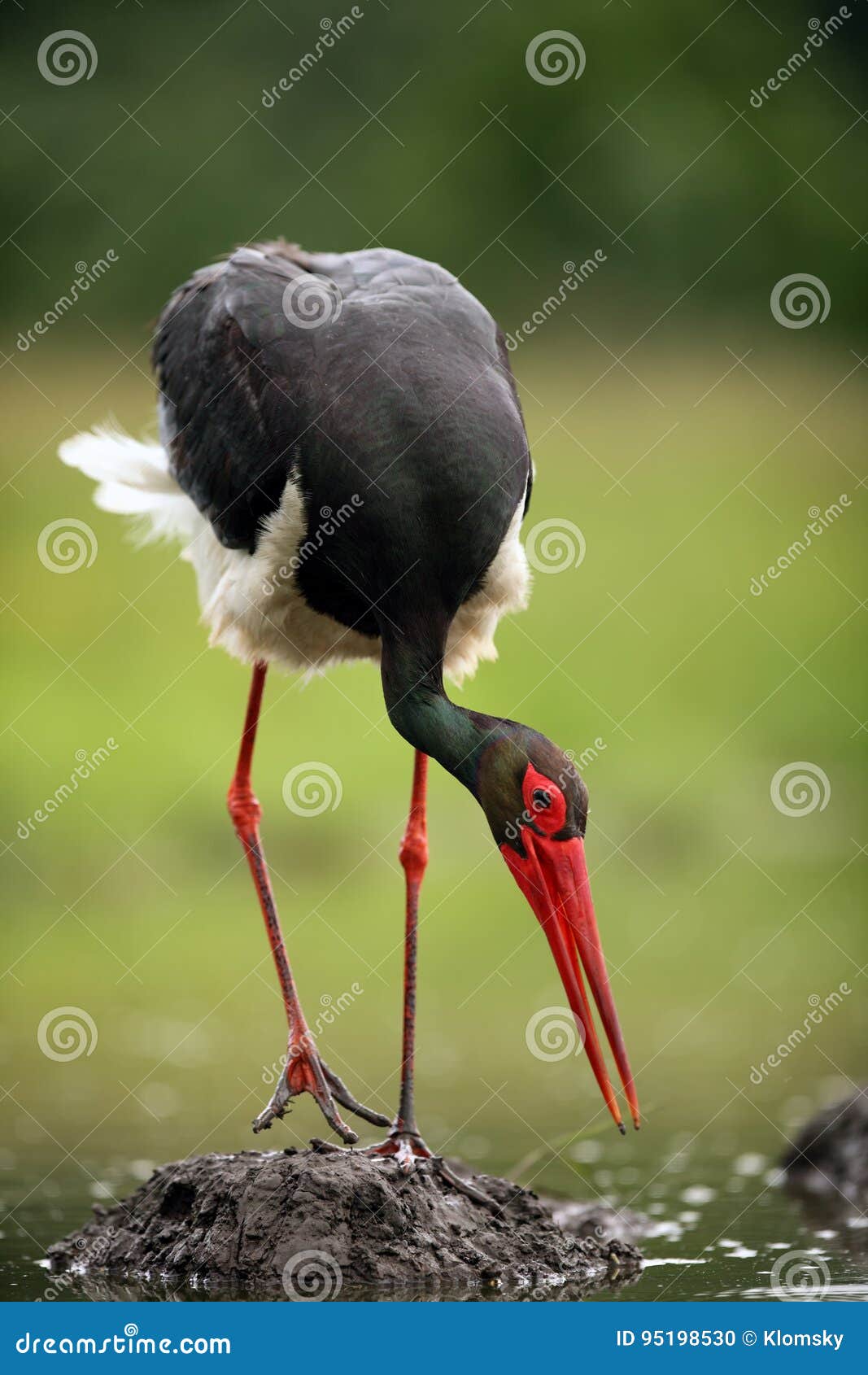 Black stork stock photo. Image of hungary, wading, fishing - 95198530