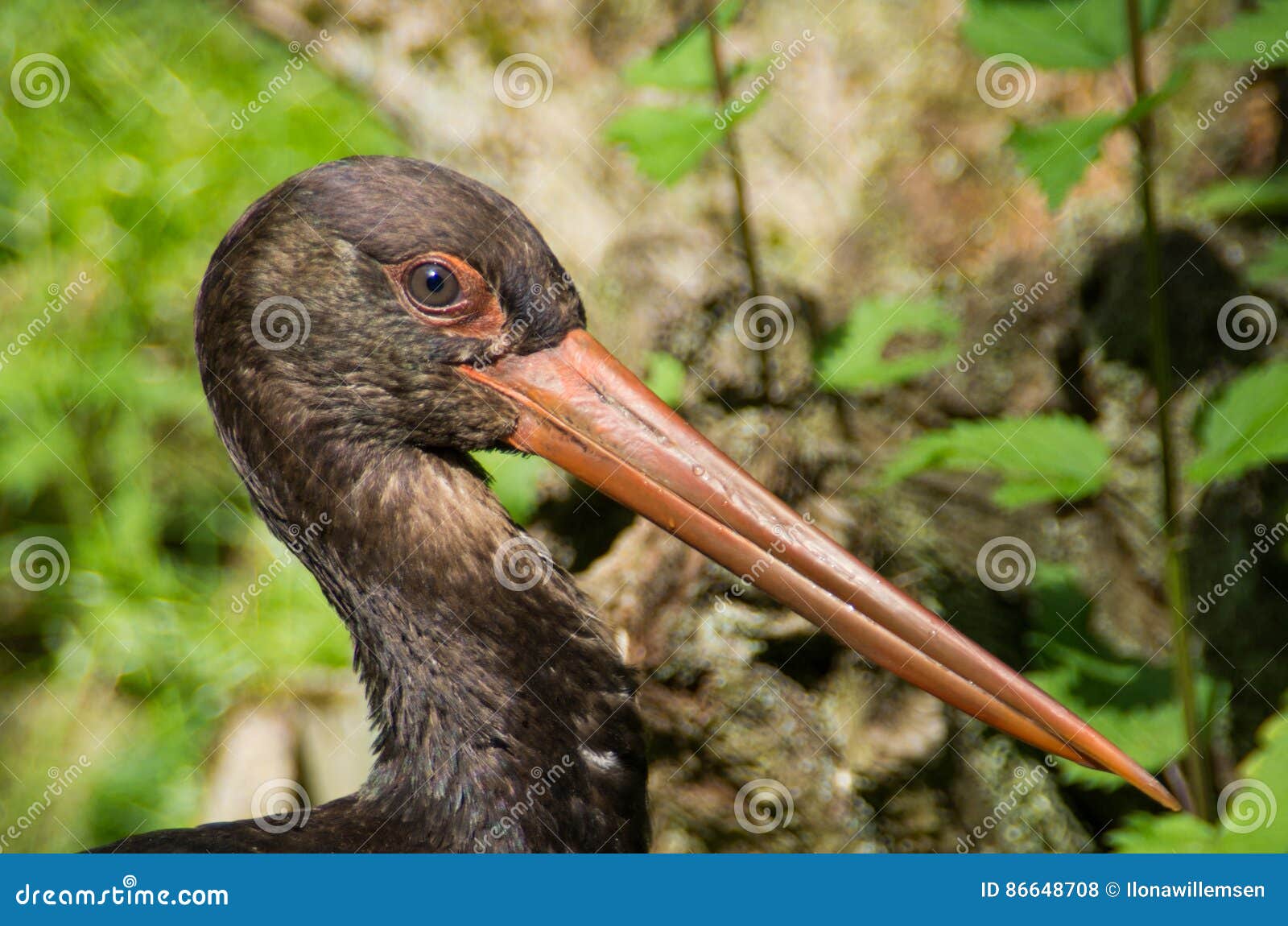 Black stork close-up stock photo. Image of fresh, fauna - 86648708