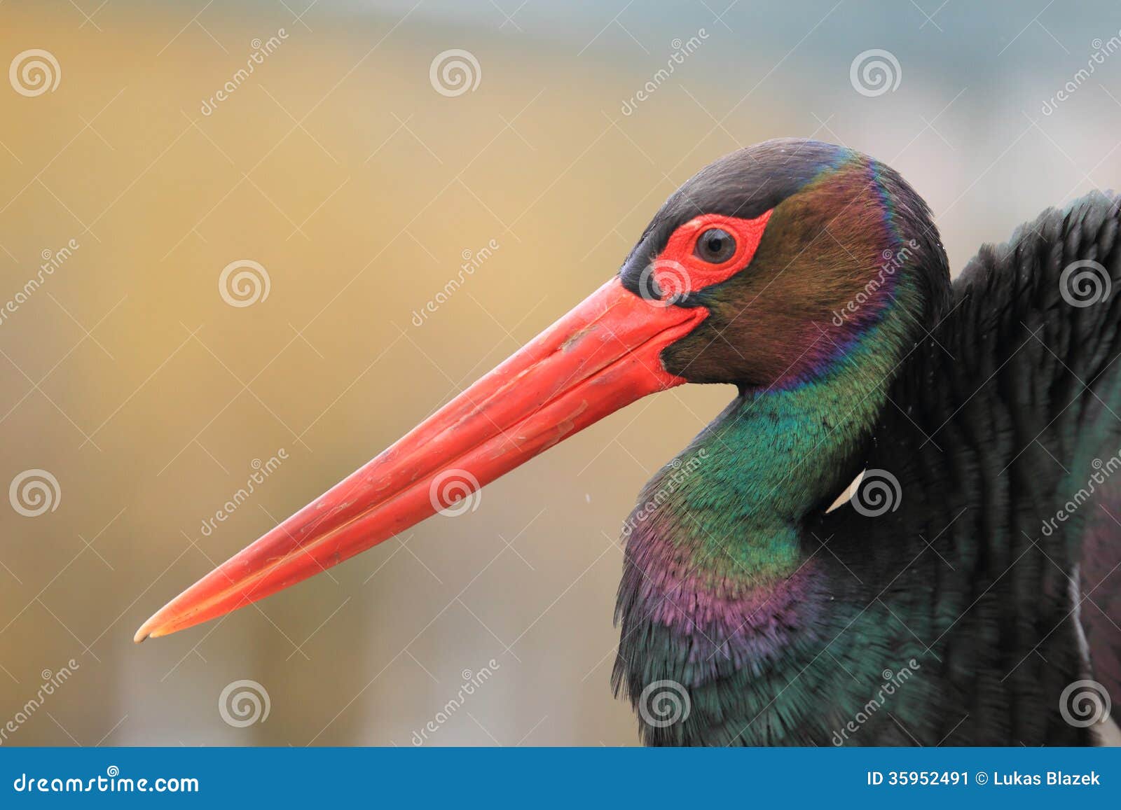 Black stork stock image. Image of black, nigra, upper - 35952491