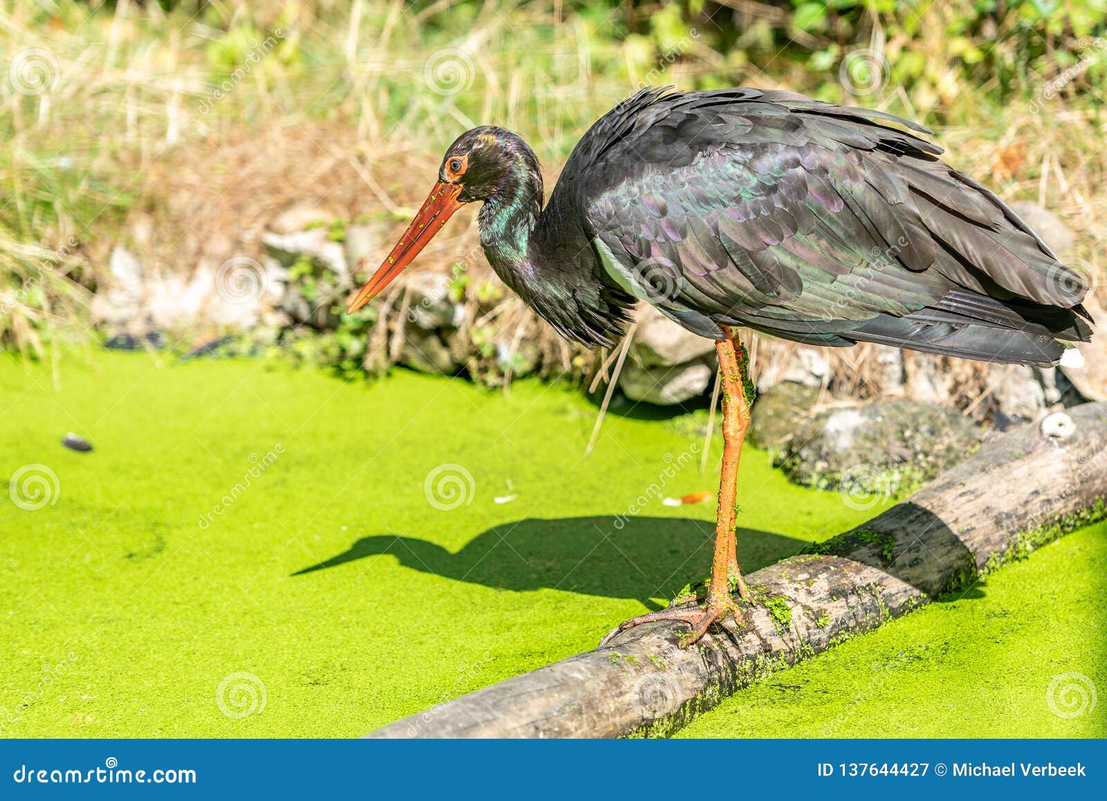 Black Stork on the Edge of the Lake Stock Image - Image of beautiful ...