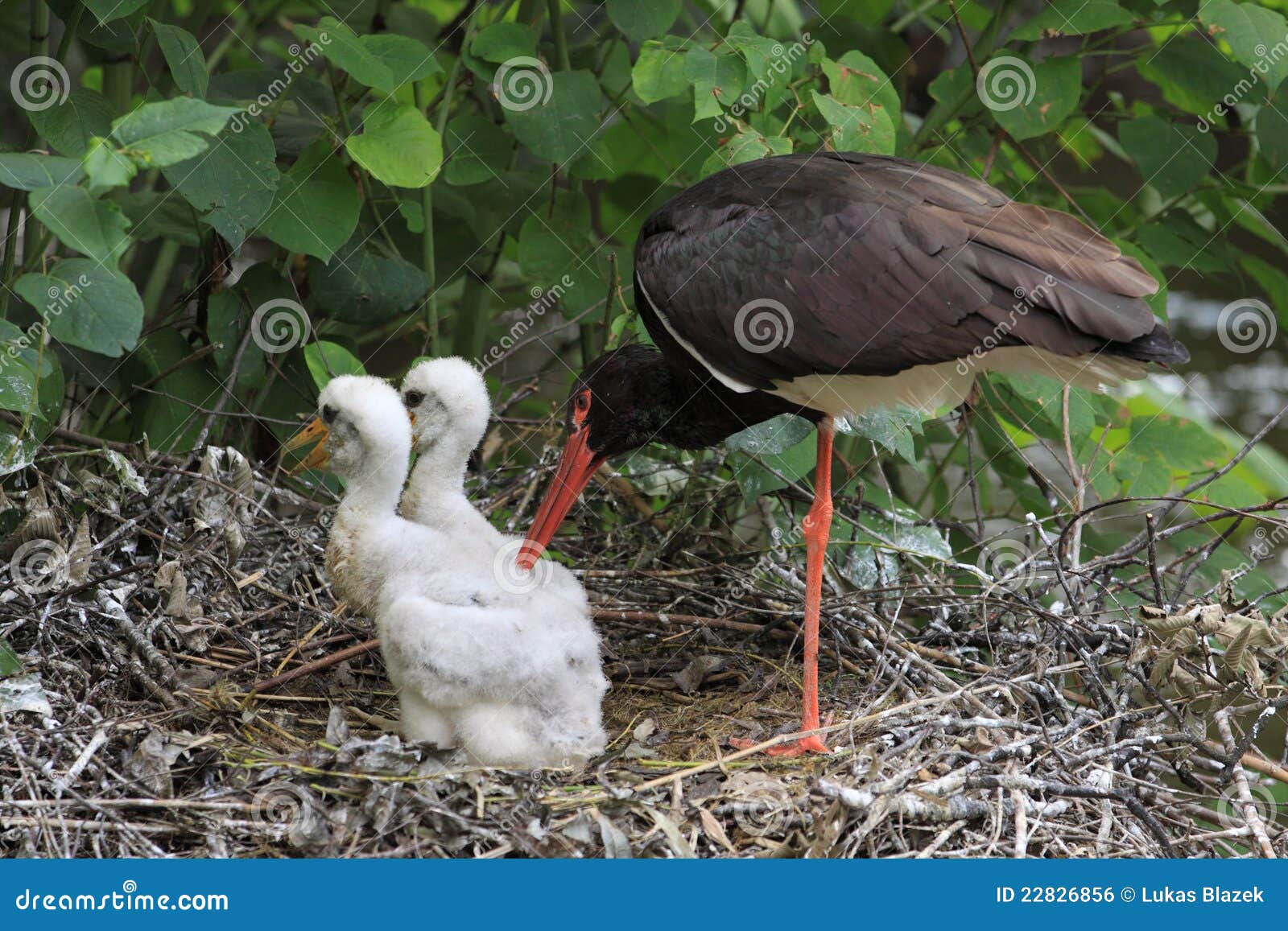 Black stork family stock photo. Image of nature, black - 22826856