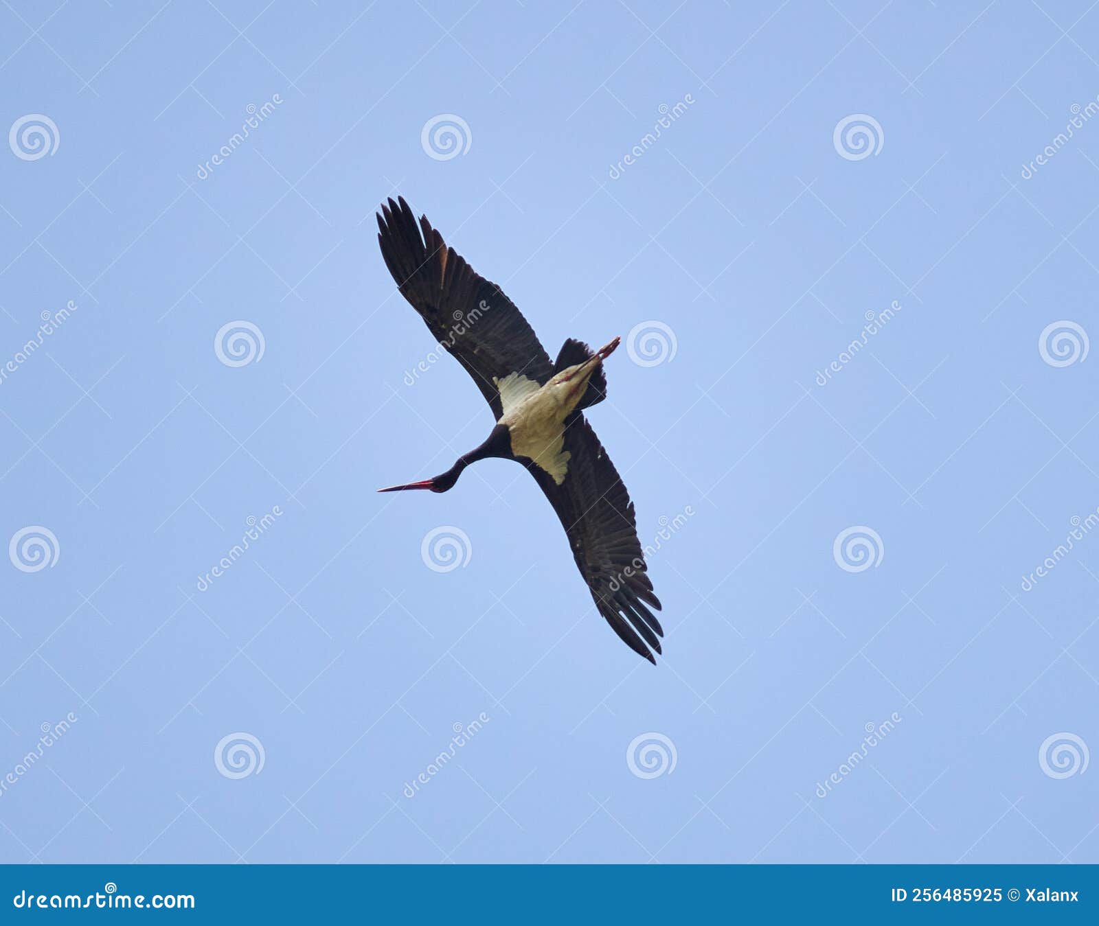 Black stork in flight stock image. Image of zoology - 256485925