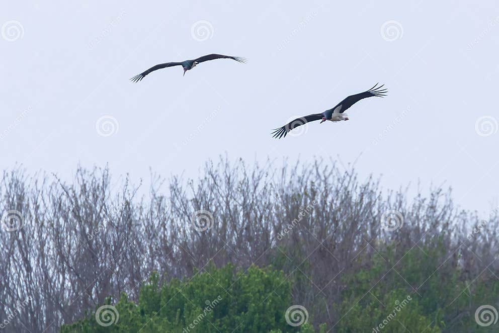 Black Stork in Flight Spring Migration Ciconia Nigra Pair Stock Photo ...