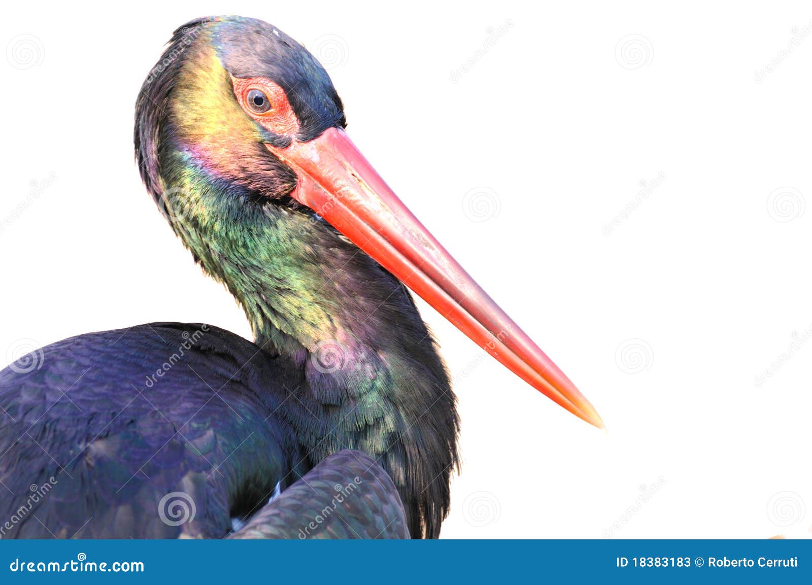 Black Stork Head Isolated on White Stock Image - Image of head, bird ...