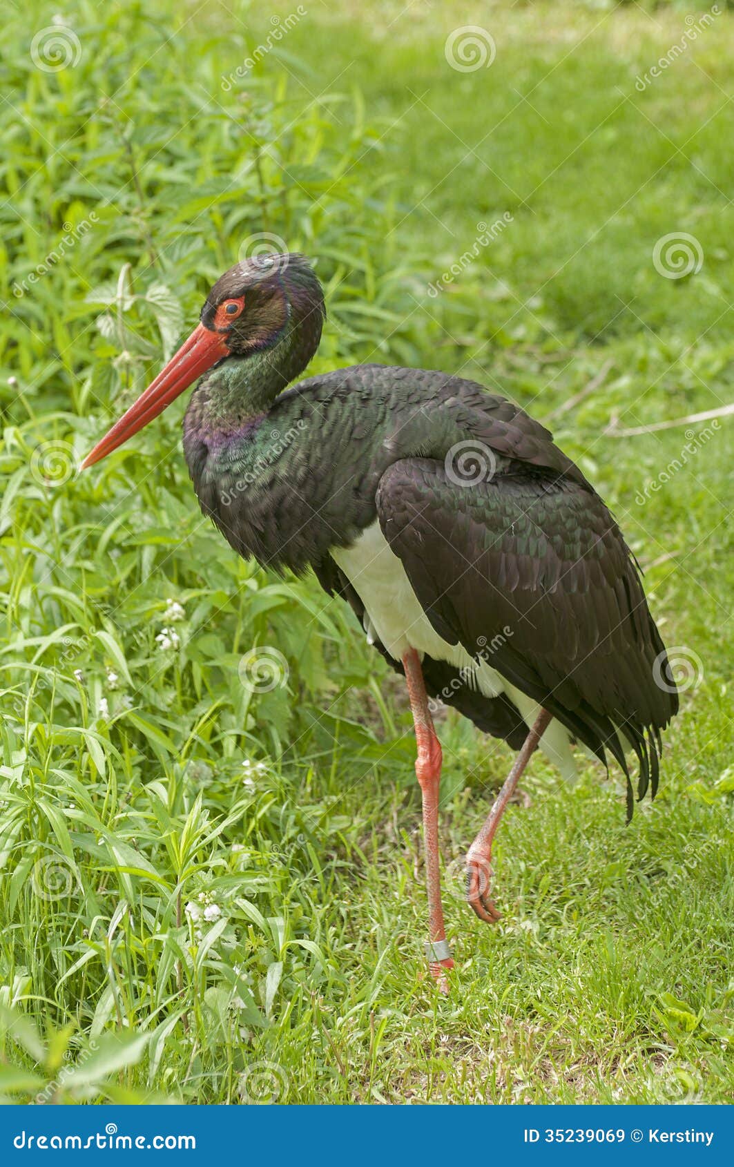 Black stork stock image. Image of plumage, grass, bright - 35239069