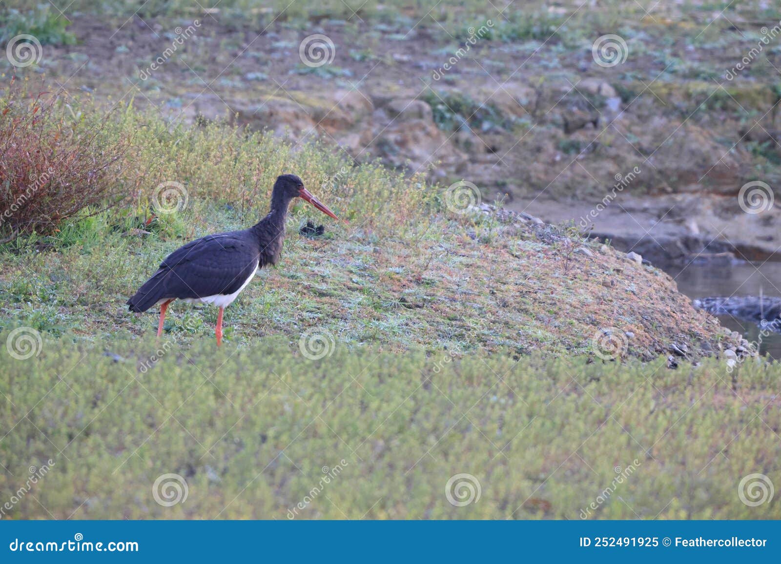 Black stork in Japan stock image. Image of asian, winter - 252491925