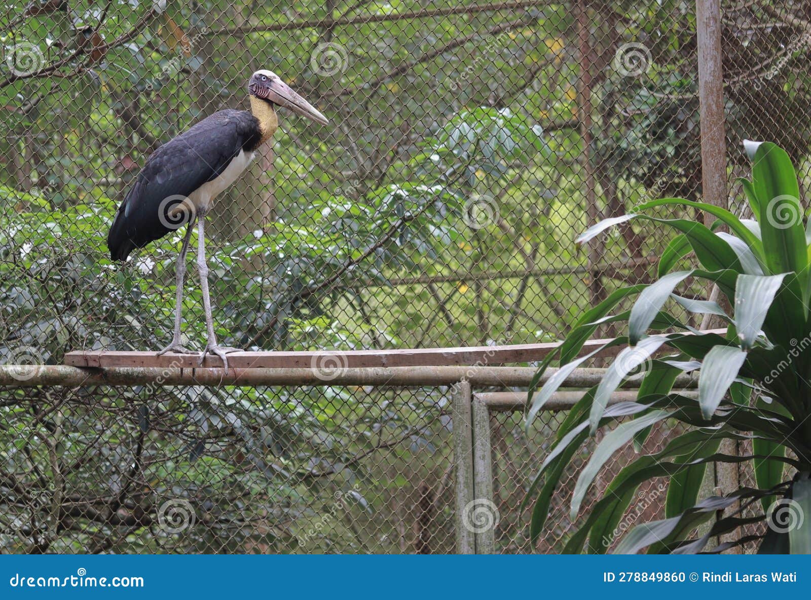 A Black Stork with a Long Beak Perched on a Log Stock Photo - Image of ...