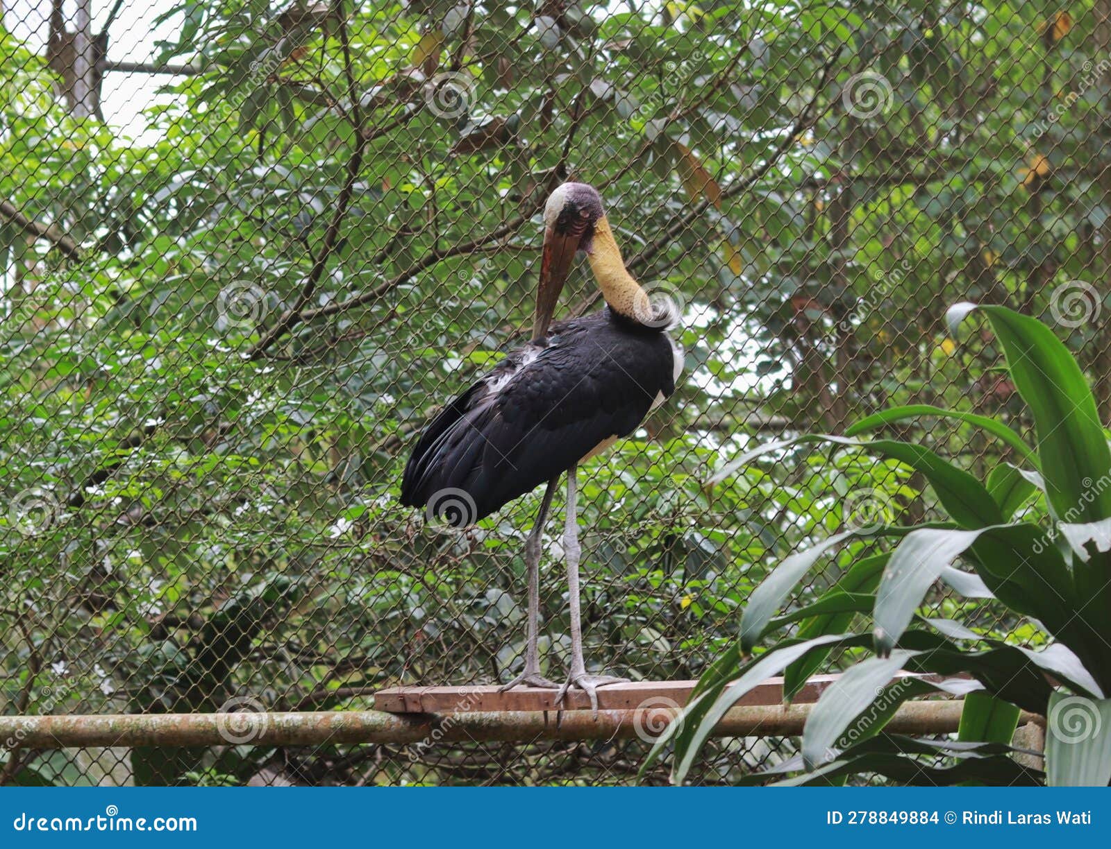 A Black Stork with a Long Beak Perched on a Log Stock Photo - Image of ...