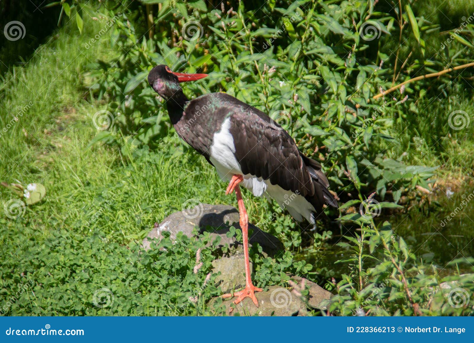 Black Stork with a Long Red Beak Stock Image - Image of white, meadow ...