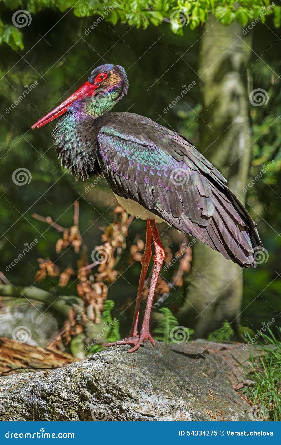 Black stork stock image. Image of europe, migration, outdoor - 54334275
