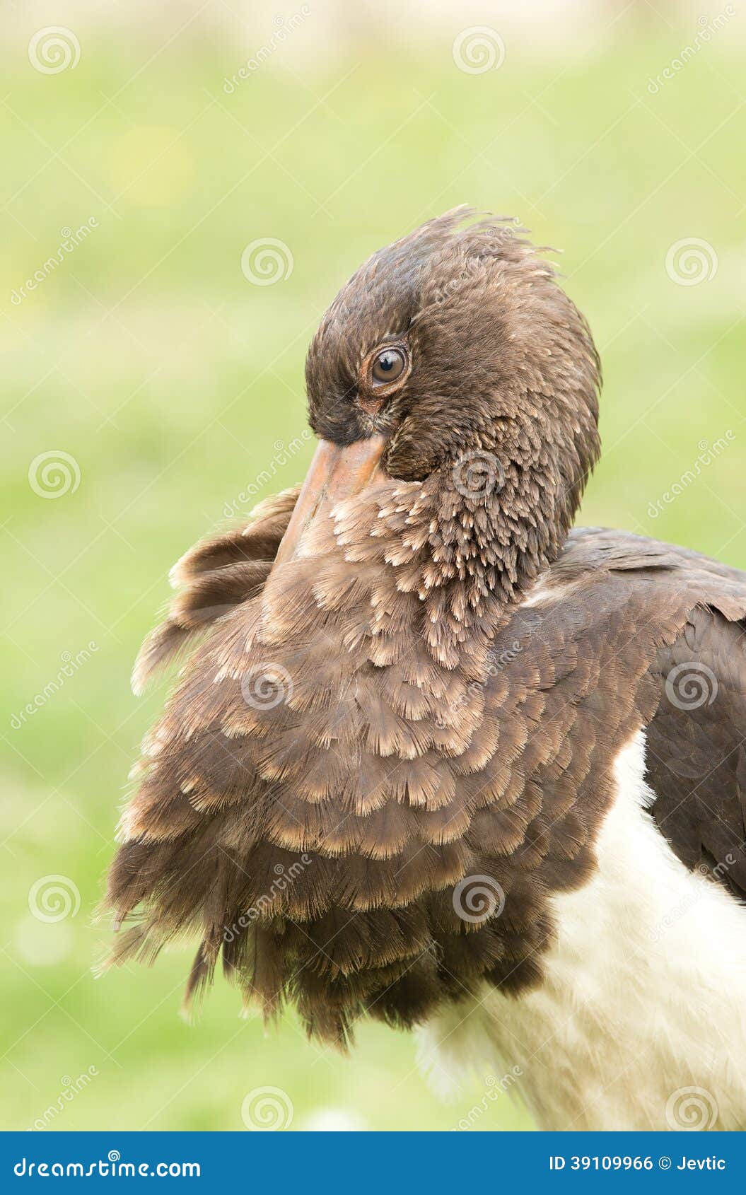 Black stork stock photo. Image of outdoor, beak, bill - 39109966
