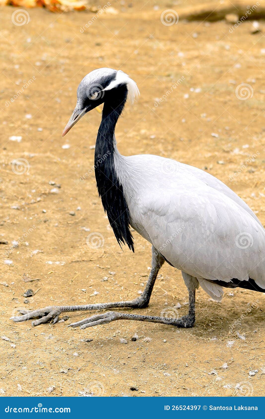 Black stork sitting stock image. Image of long, beautiful - 26524397
