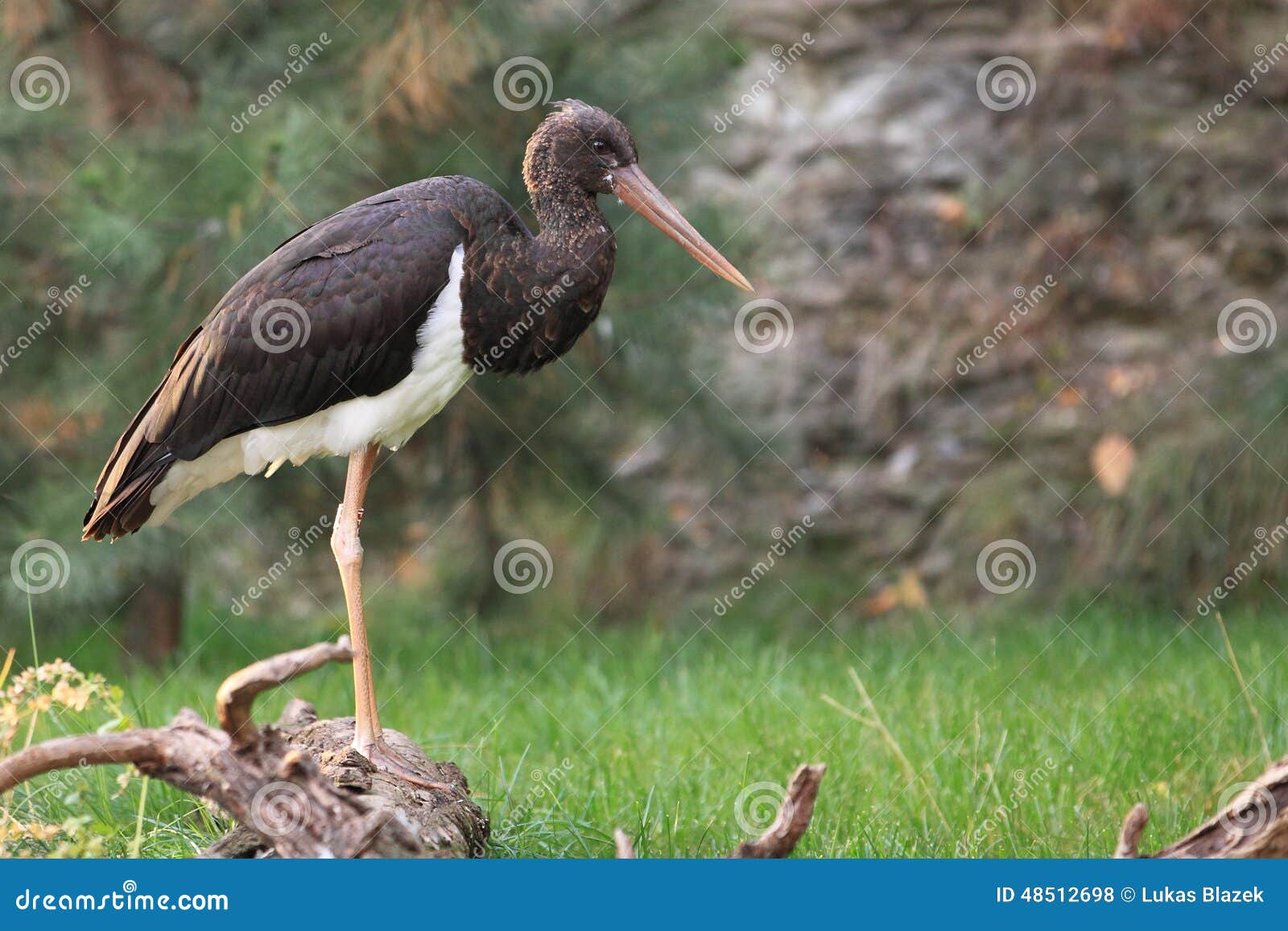 Black stork stock photo. Image of nigra, animal, adult - 48512698