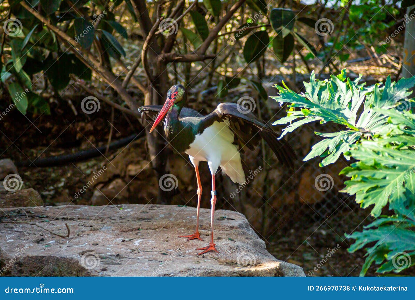 Black Stork in the Zoo in the Forest Stock Photo - Image of ...