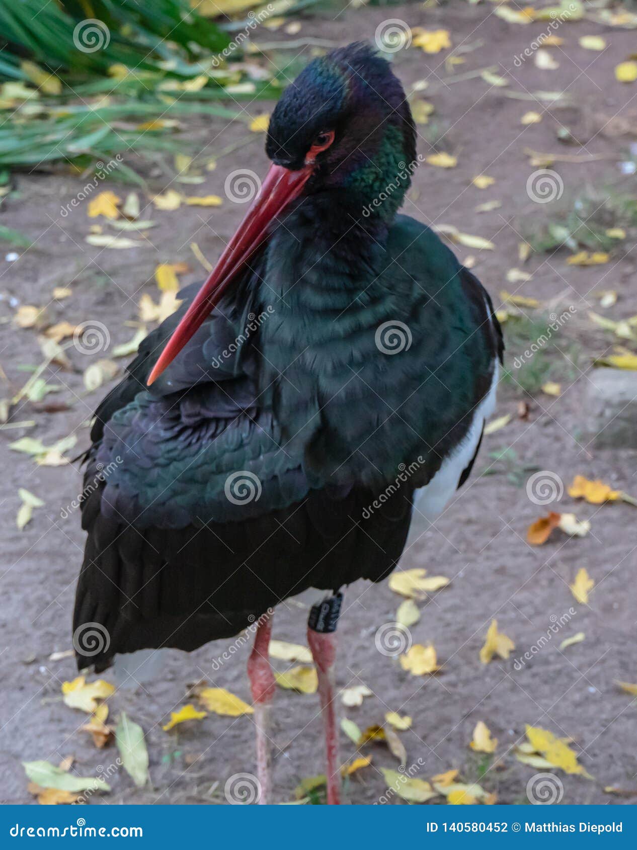 Black stork in the zoo stock photo. Image of black, orange - 140580452