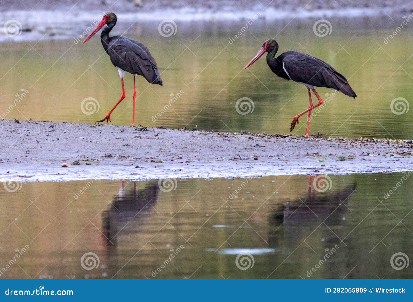Black Storks Strolling Along the Shoreline Stock Image - Image of ...