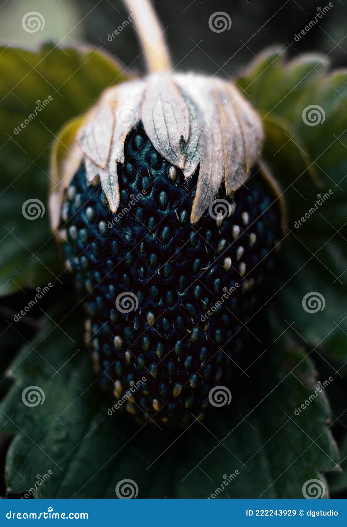 Seeds stock image. Image of form, passion, crimson, leaf - 222243929