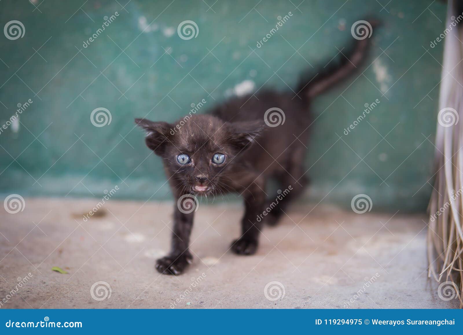 Black stray cat. stock image. Image of shadow, eyes - 119294975
