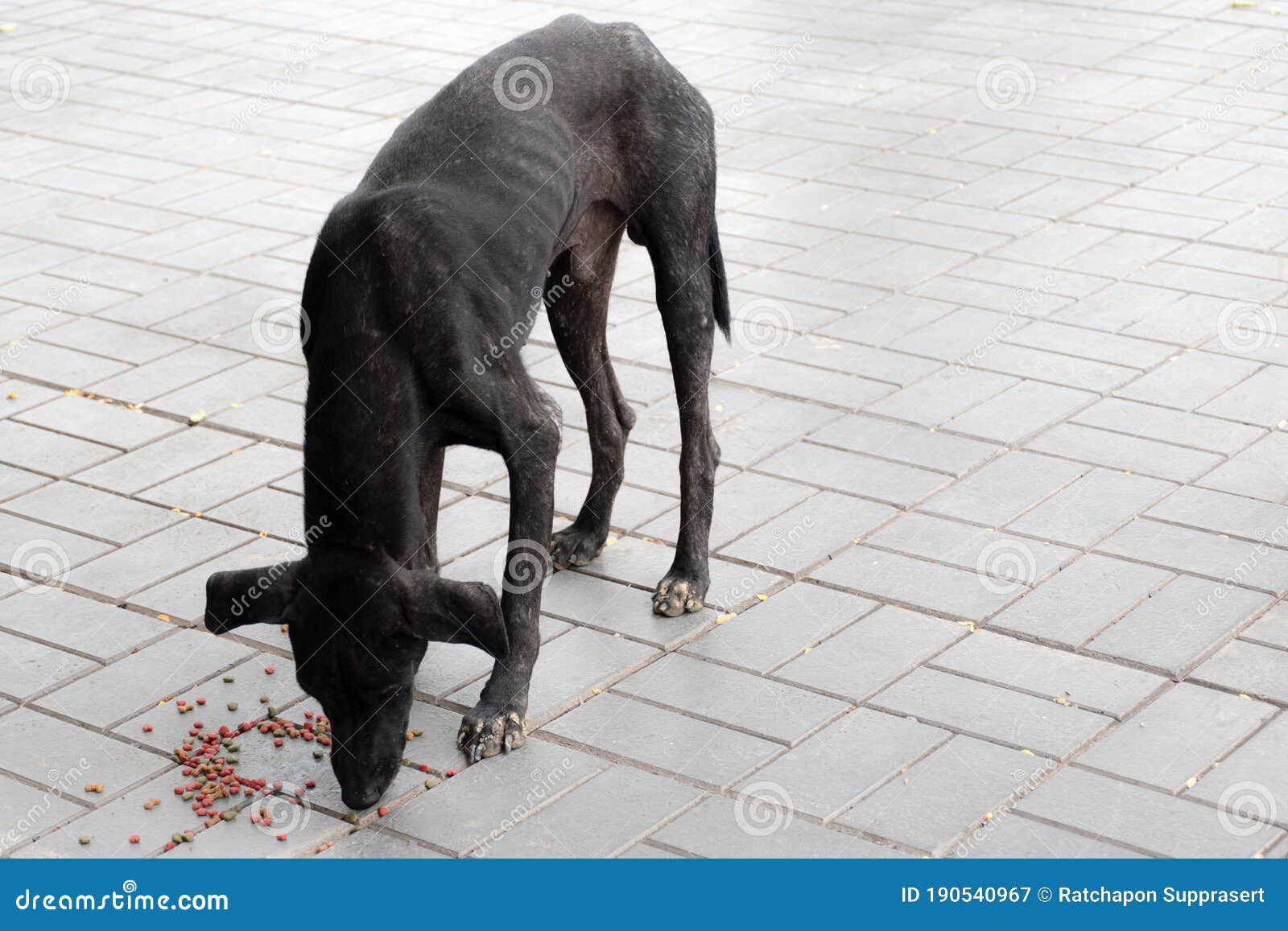 A Black Stray Dog is Eating Ground Food Stock Image - Image of ...