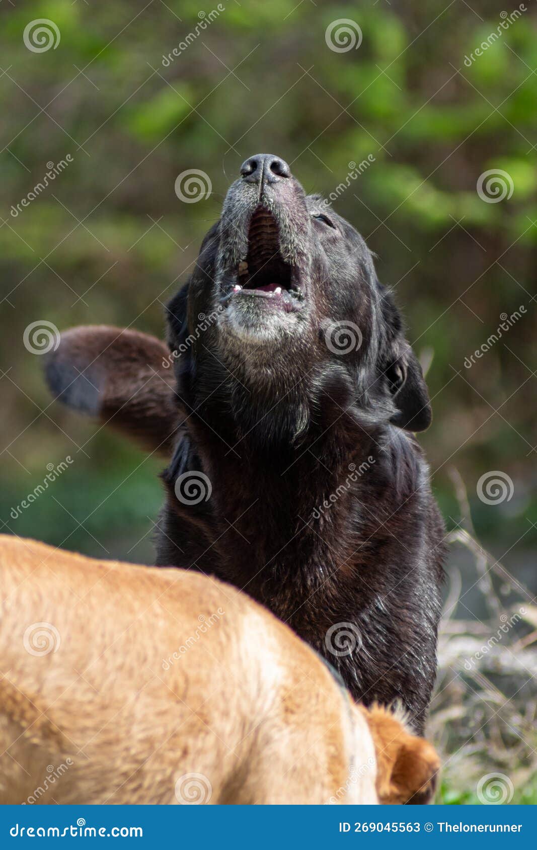 Black labrador dog howls stock image. Image of mixed - 269045563