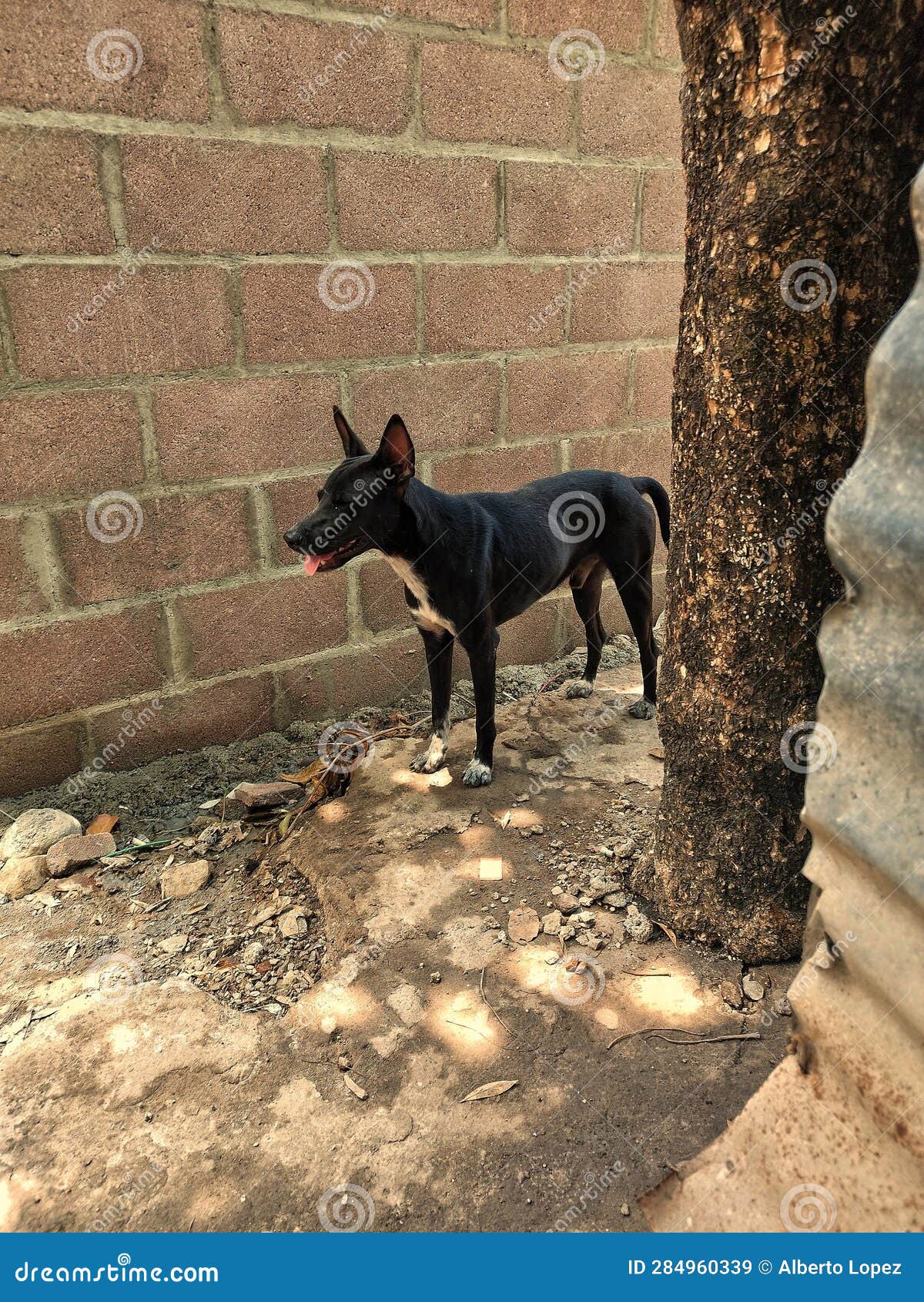 A Black Stray Dog Waiting Under an Almond Tree Stock Image - Image of ...