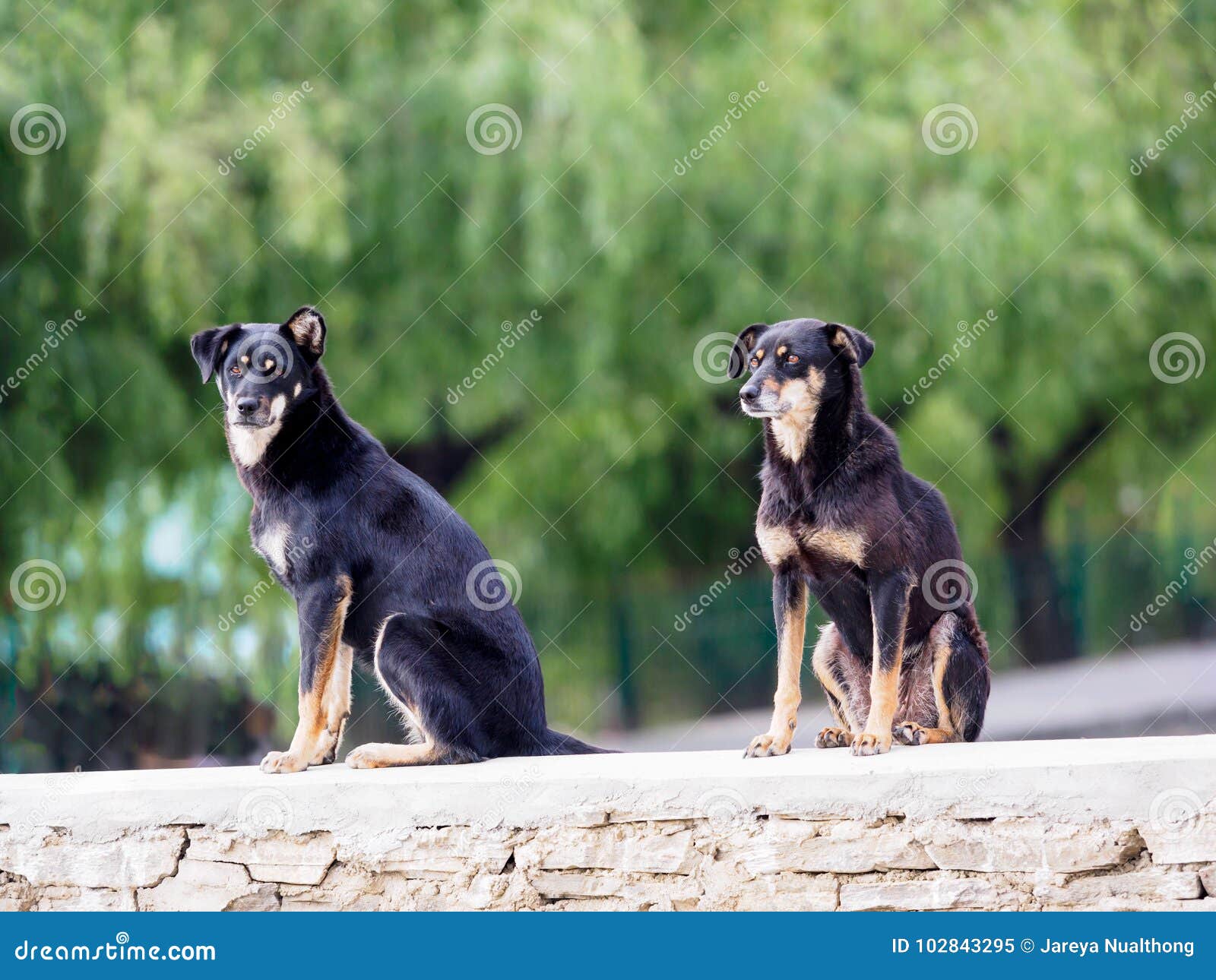Stray Dogs , Bhutan stock image. Image of drawing, background - 102843295