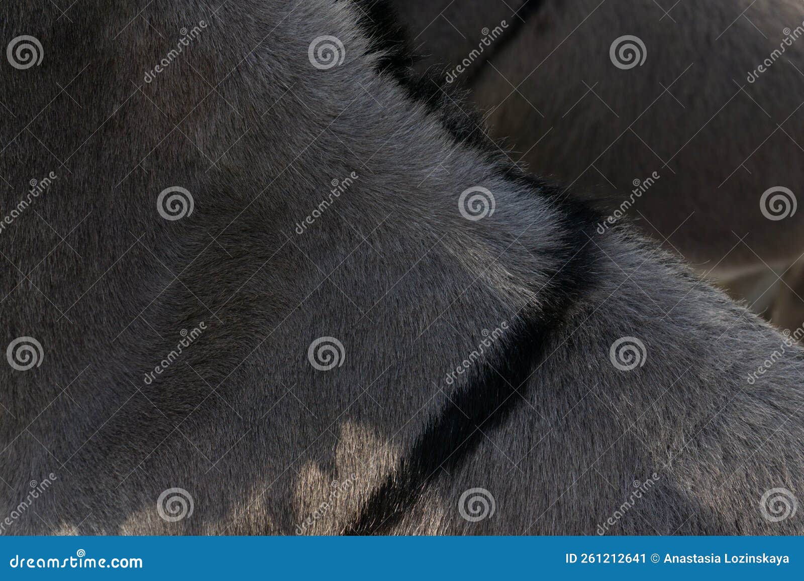 Black Stripe on Gray Back of Donkey Stock Image - Image of farm, equus ...