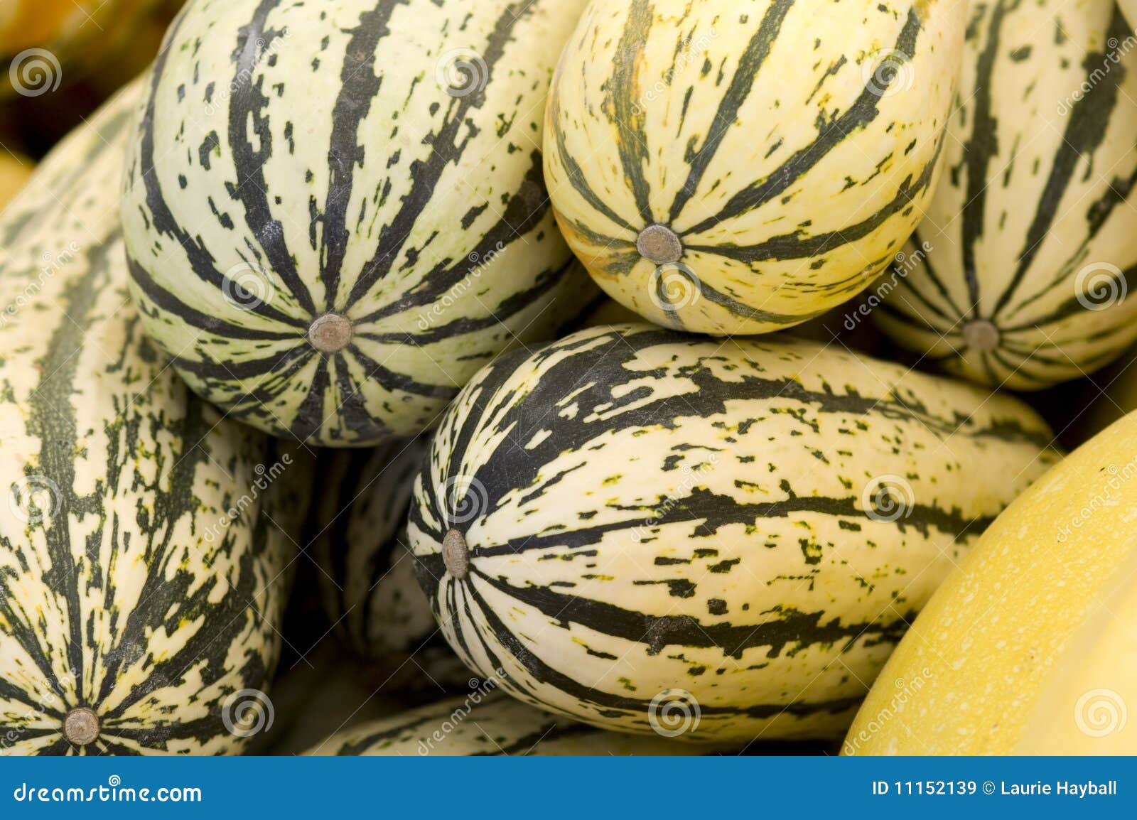 Black Striped Delicate Squash Stock Image - Image of autumn, october ...