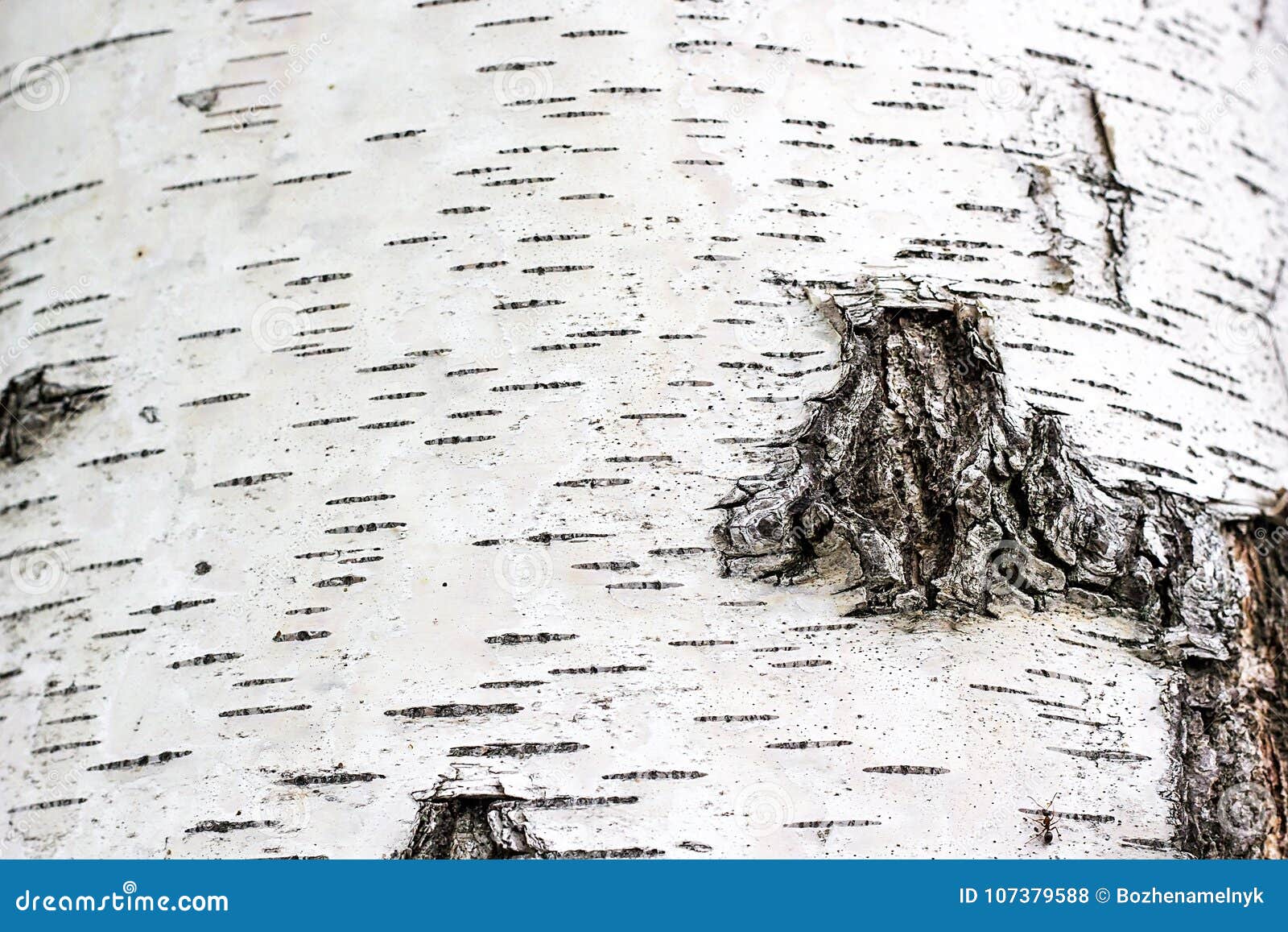 Birch Tree Bark Texture