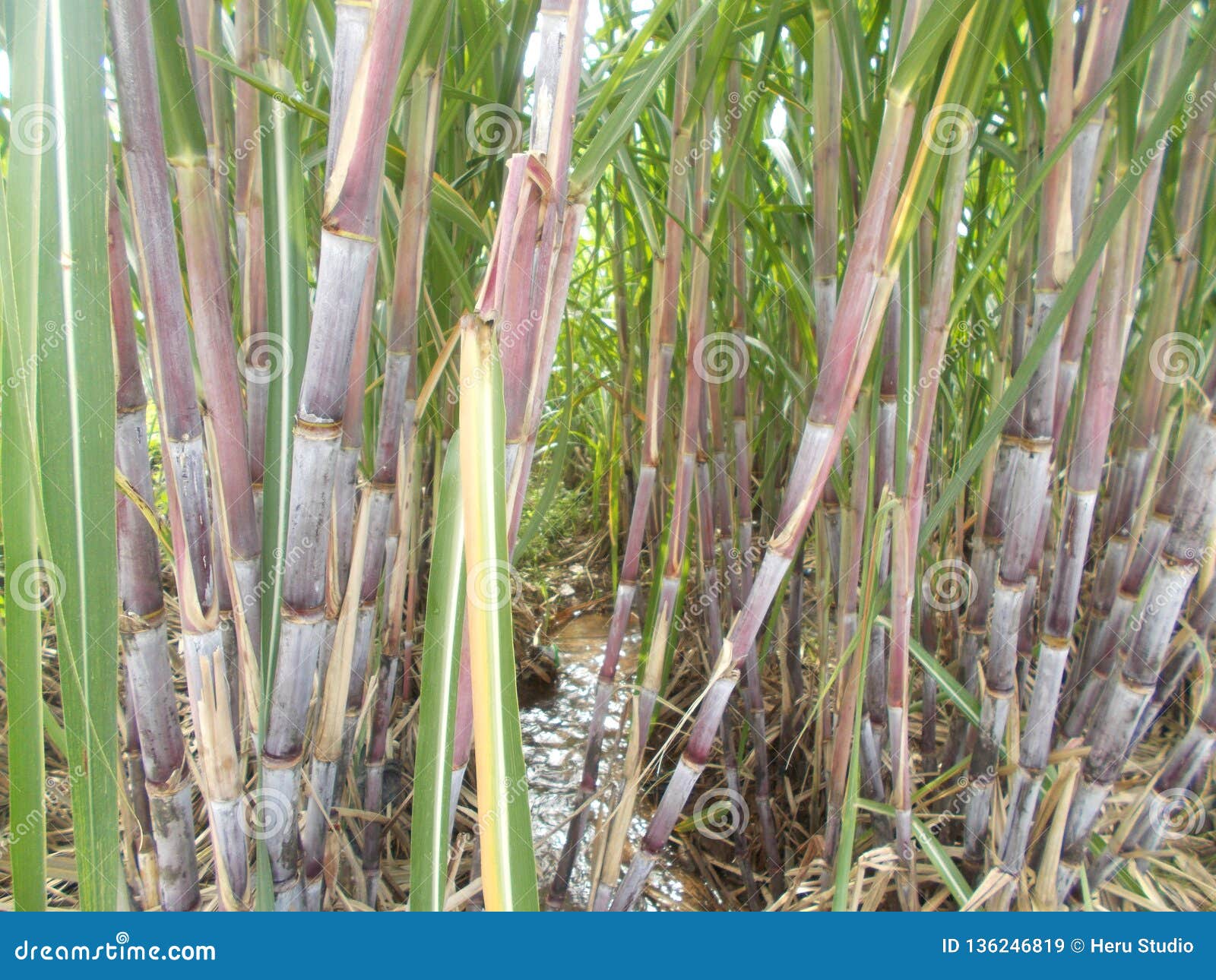 Black Sugar Cane Trees and the Small River Stock Image - Image of small ...