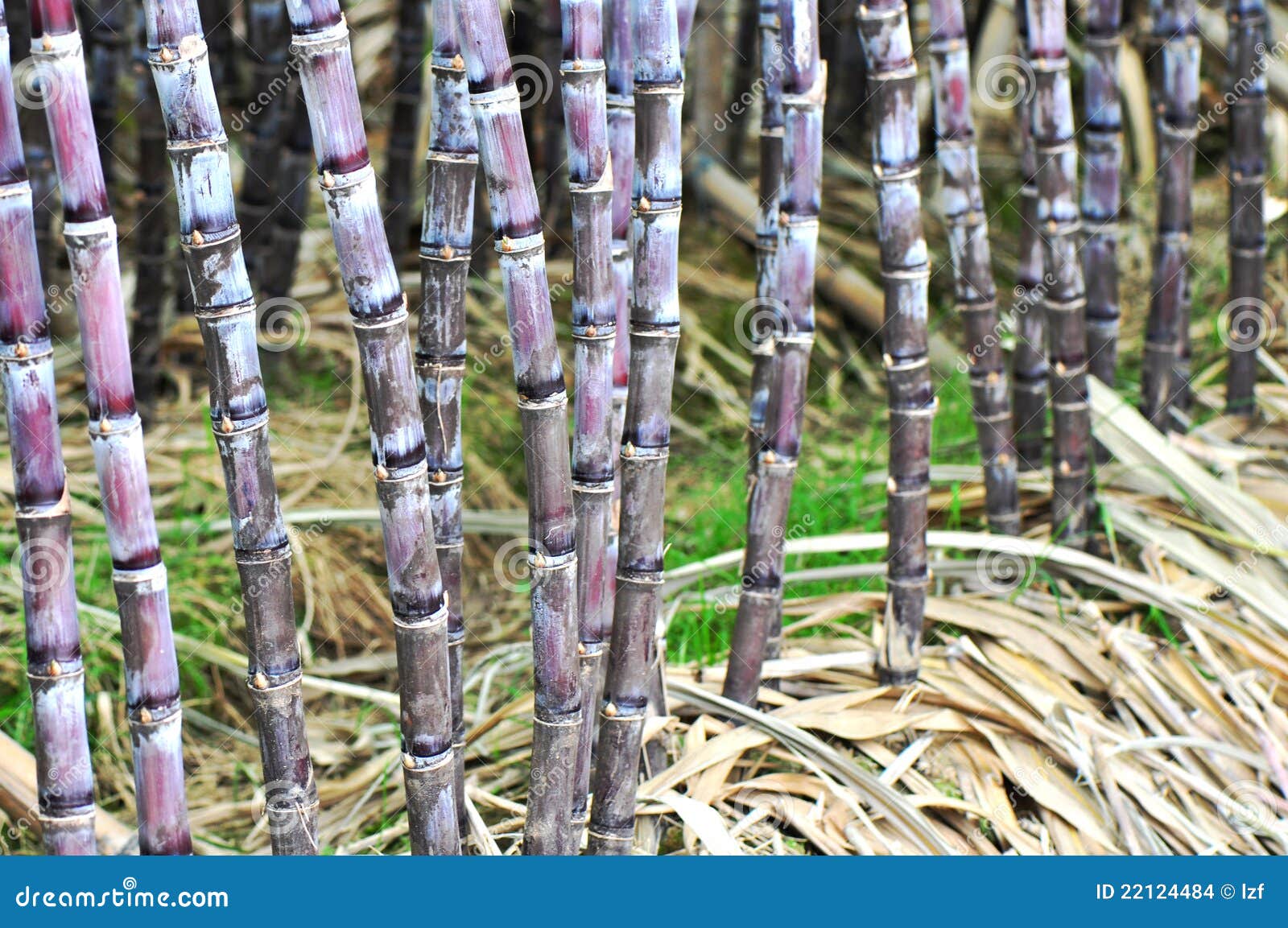 Black sugarcane farmland stock photo. Image of organic - 22124484
