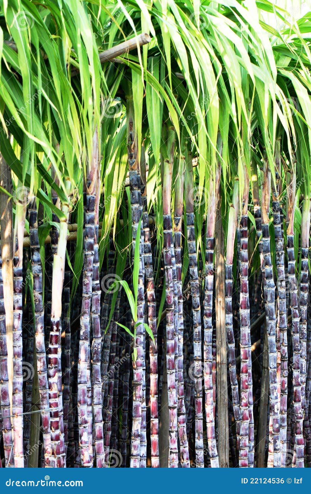 Sugarcane