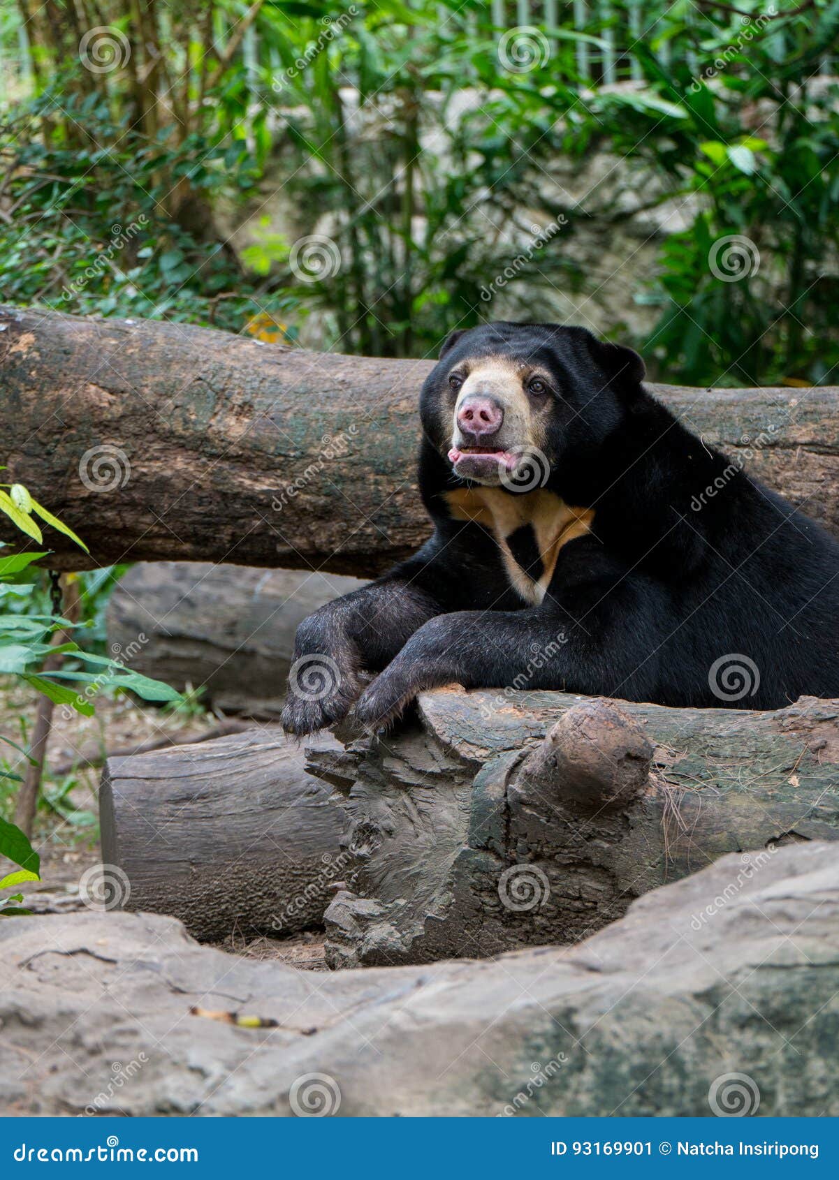 Black sun bear stock image. Image of brown, squirrel - 93169901