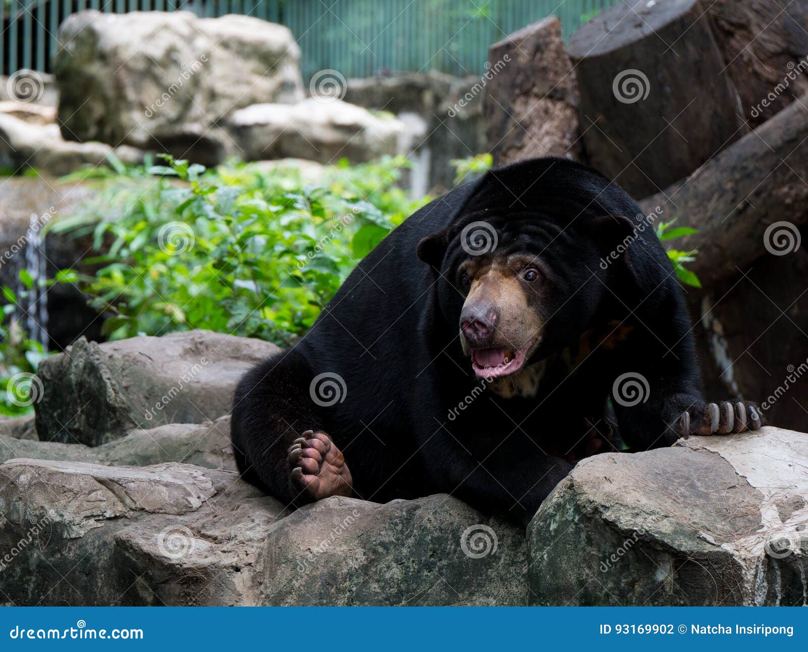Black sun bear stock photo. Image of forest, black, nature - 93169902