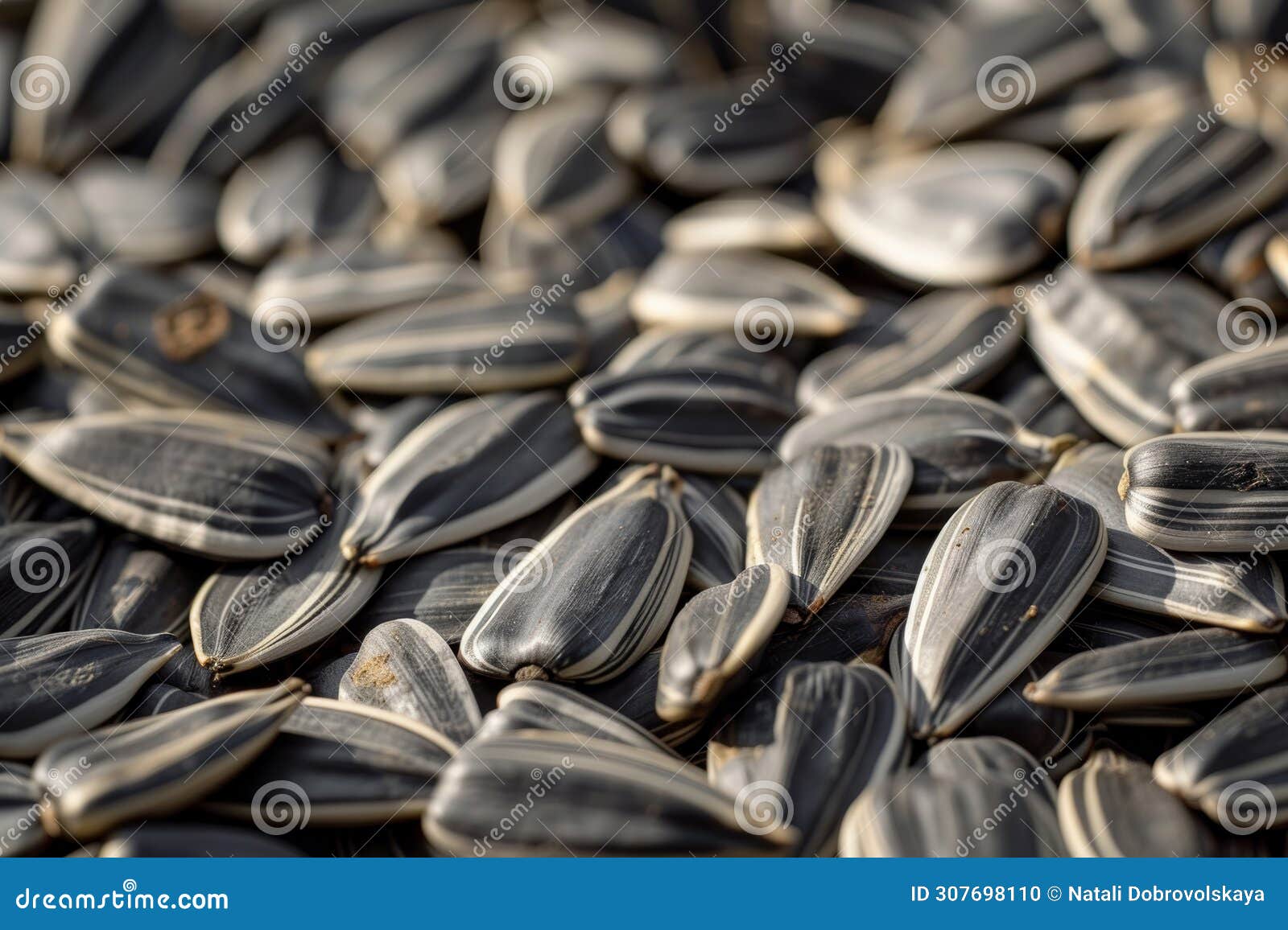 Black Sunflower Seeds Production Process Stock Photo - Image of ...