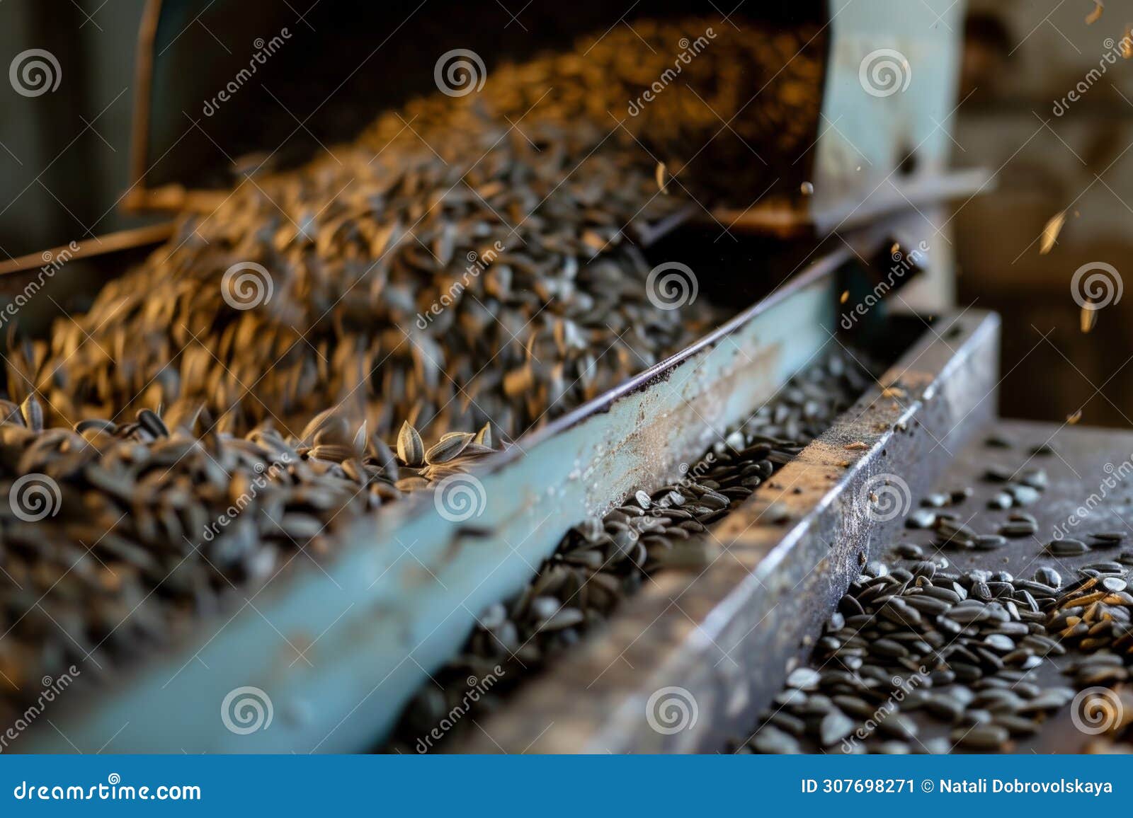 Black Sunflower Seeds Production Process Stock Image - Image of cooking ...