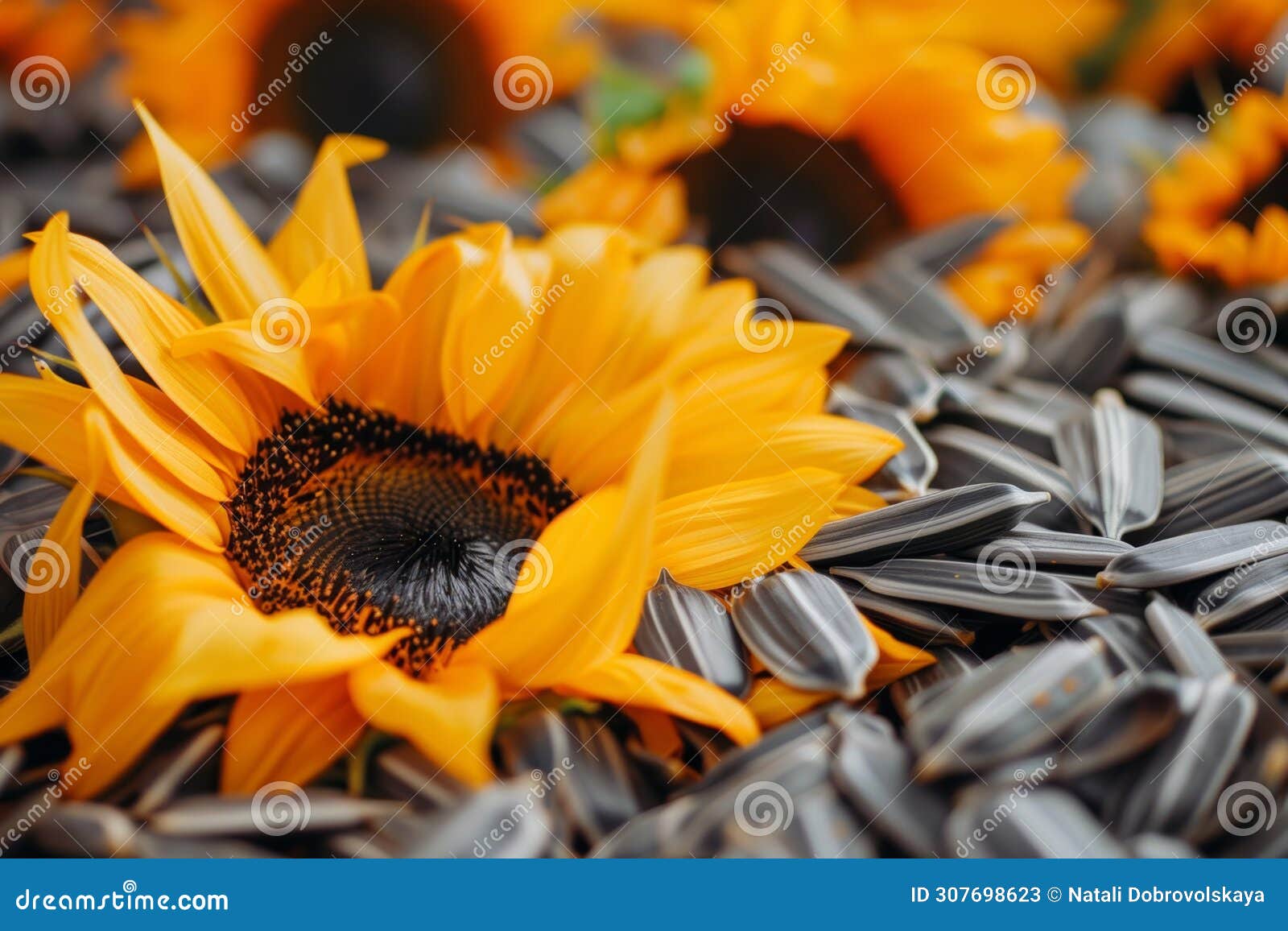 Black Sunflower Seeds Production Process Stock Image - Image of calcium ...